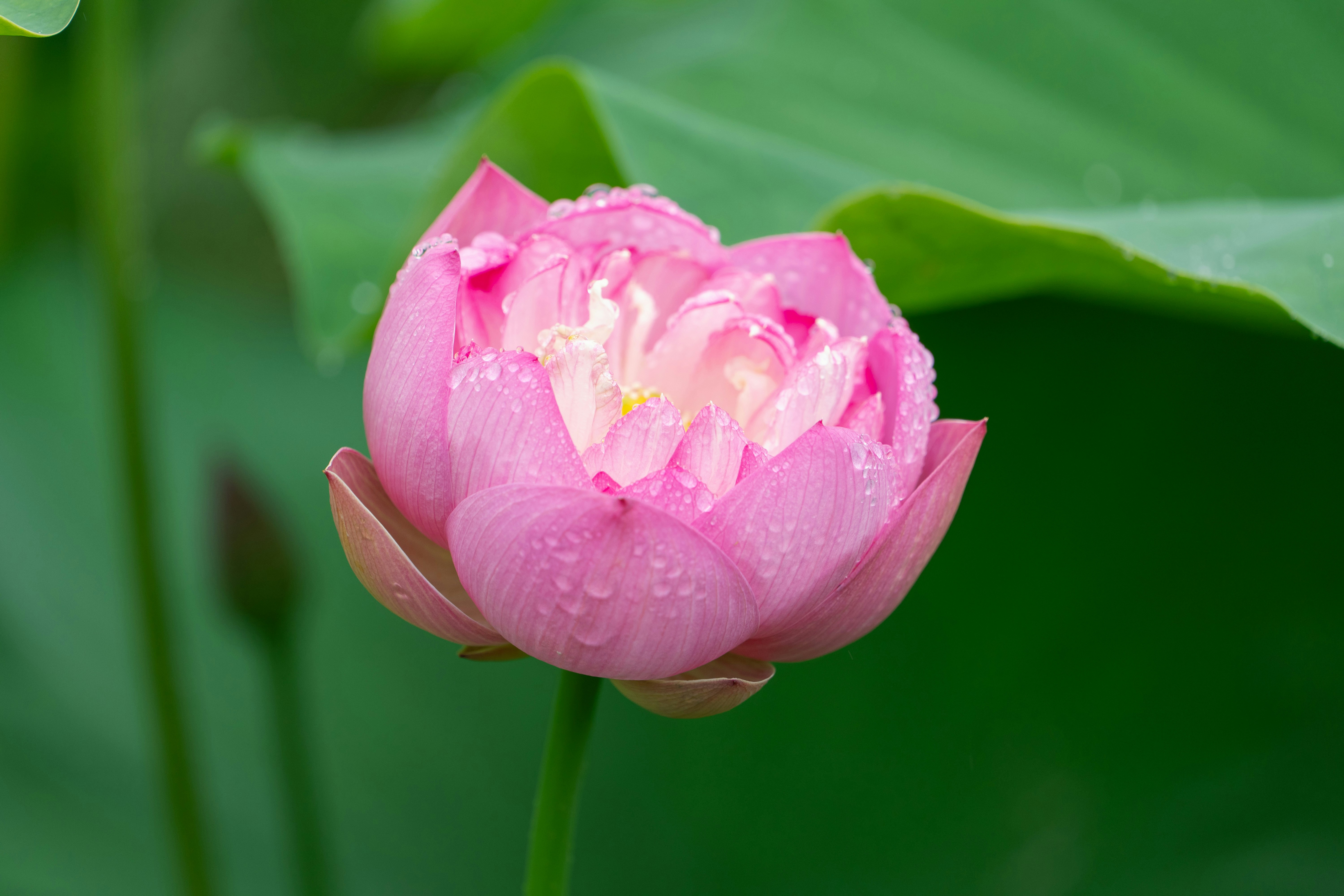 Pink Lotus Bloom in Soft Focus Green Backdrop