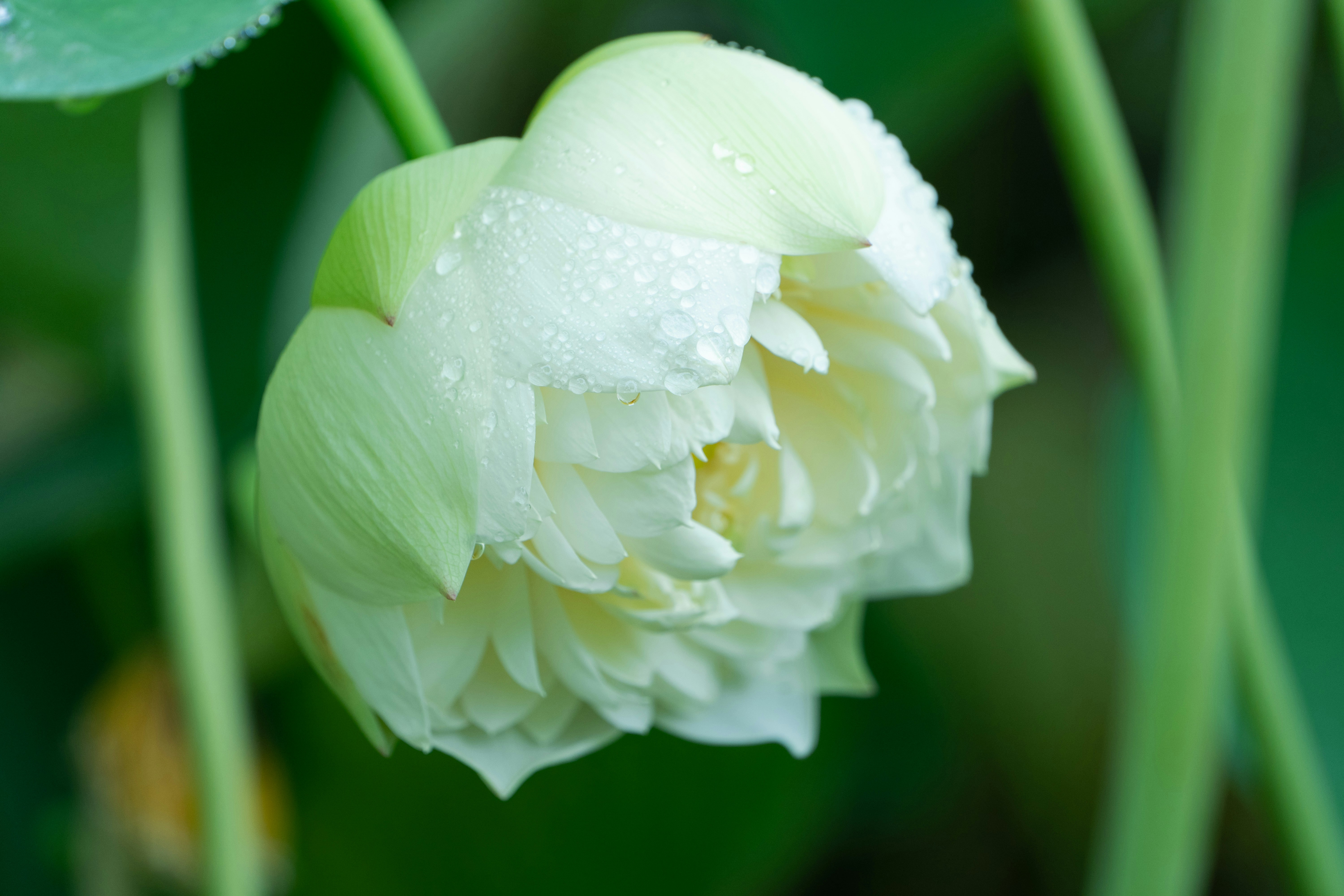 A beautiful white lotus bud with water droplets.