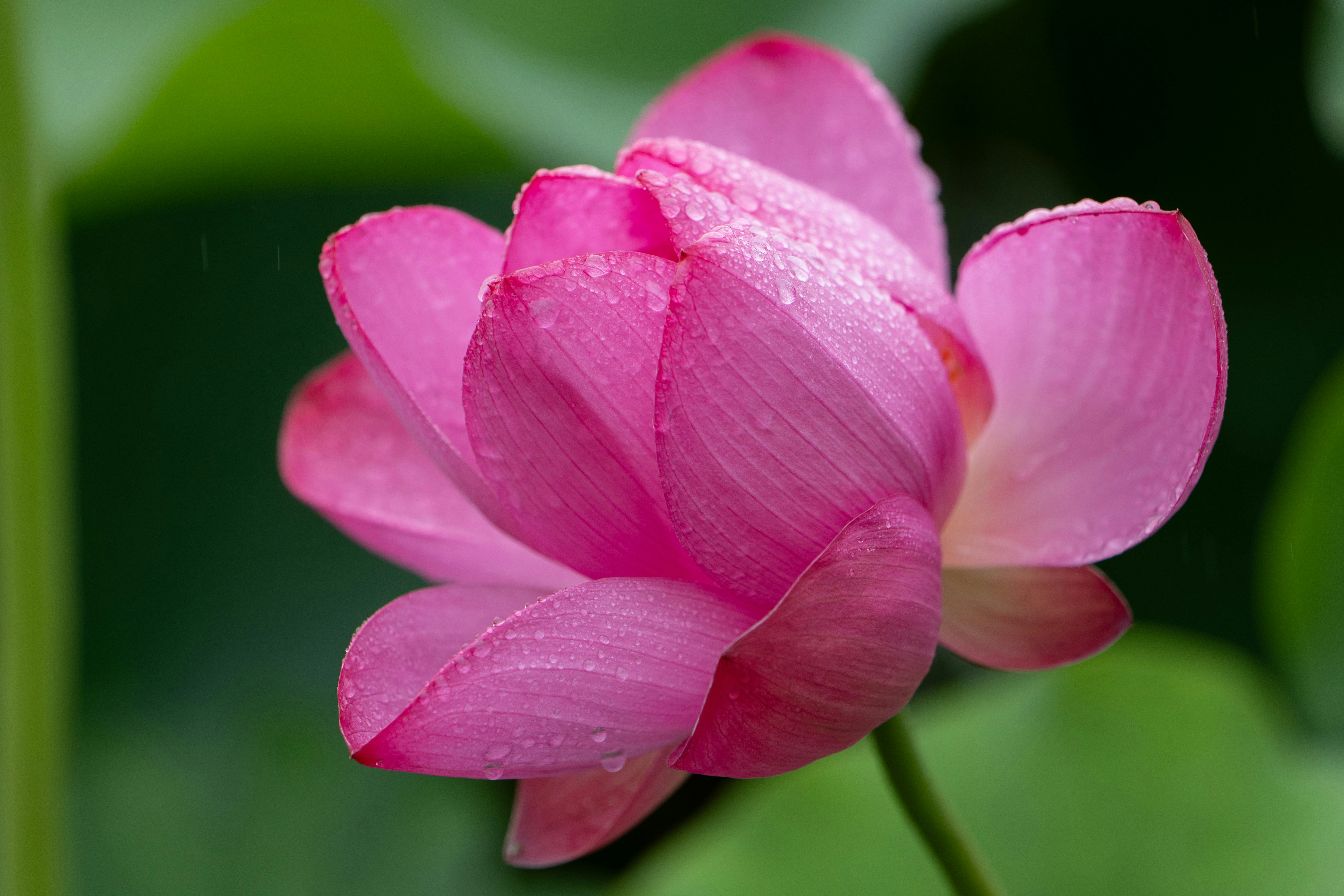 A pink lotus flower bud with water droplets.