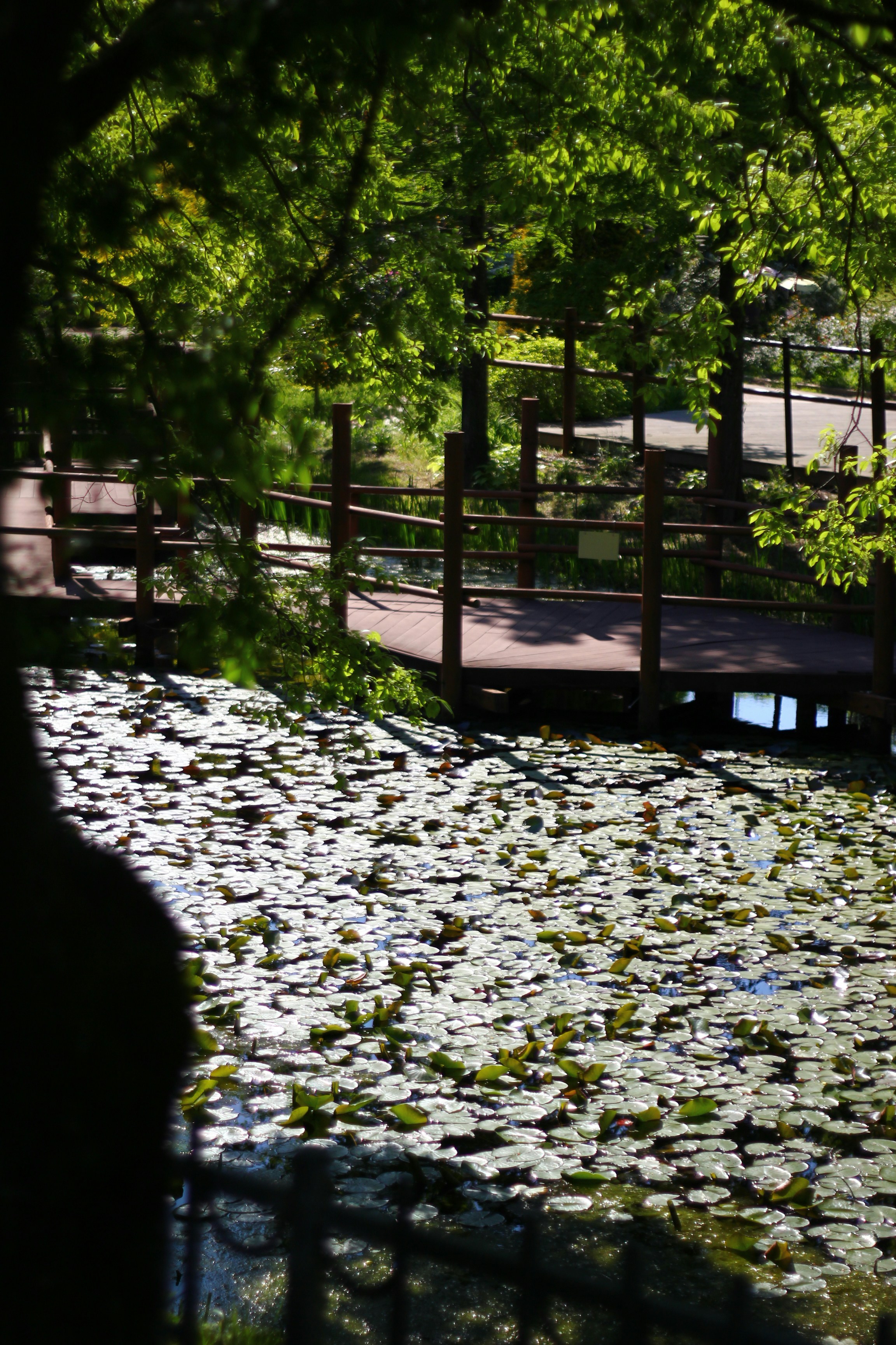 Sunlit Lily-Pond Over a Quiet Pond with a Wooden Bridge