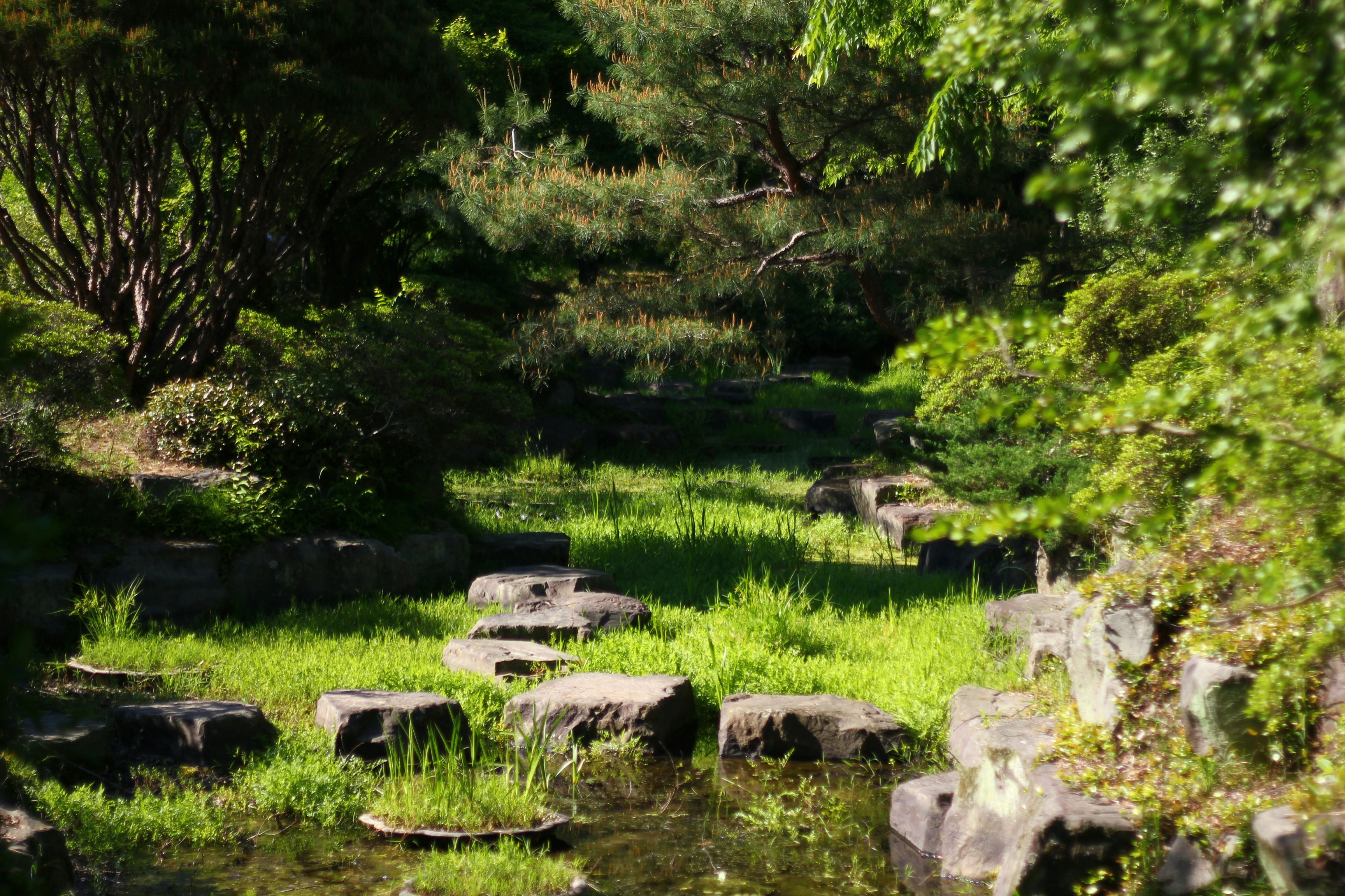 Stone stepping stones meander through a sunlit Japanese-style garden