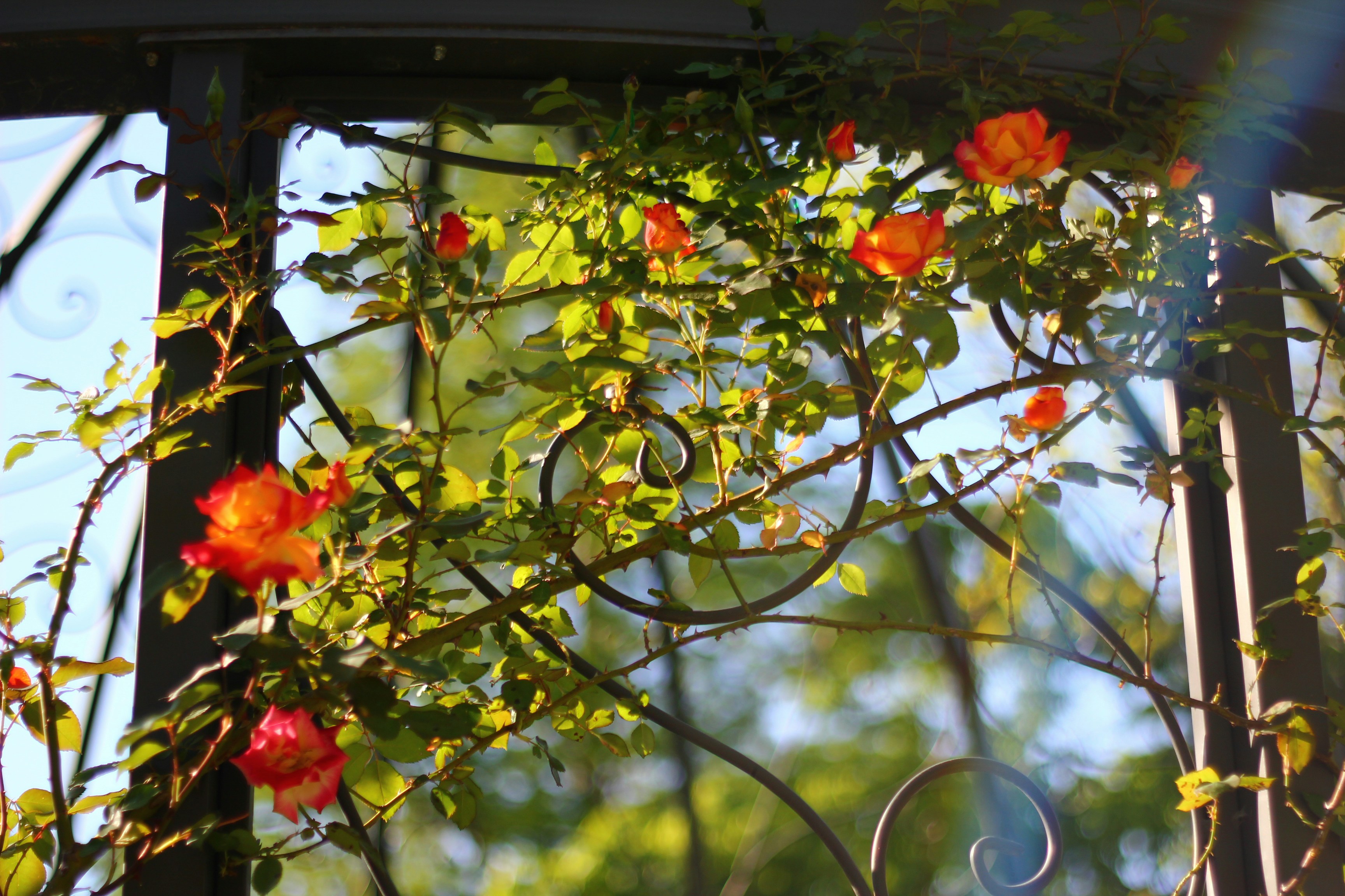 Sunlit Roses Framing a Wrought-Iron Arbor