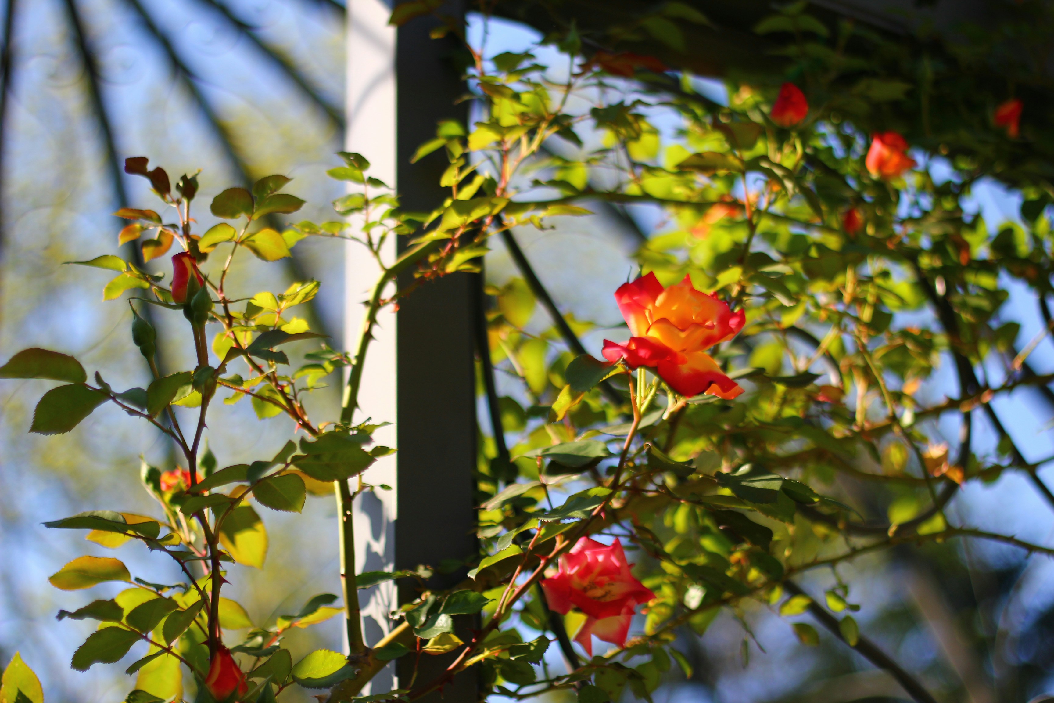 Sunlit Roses Against a Garden Trellis
