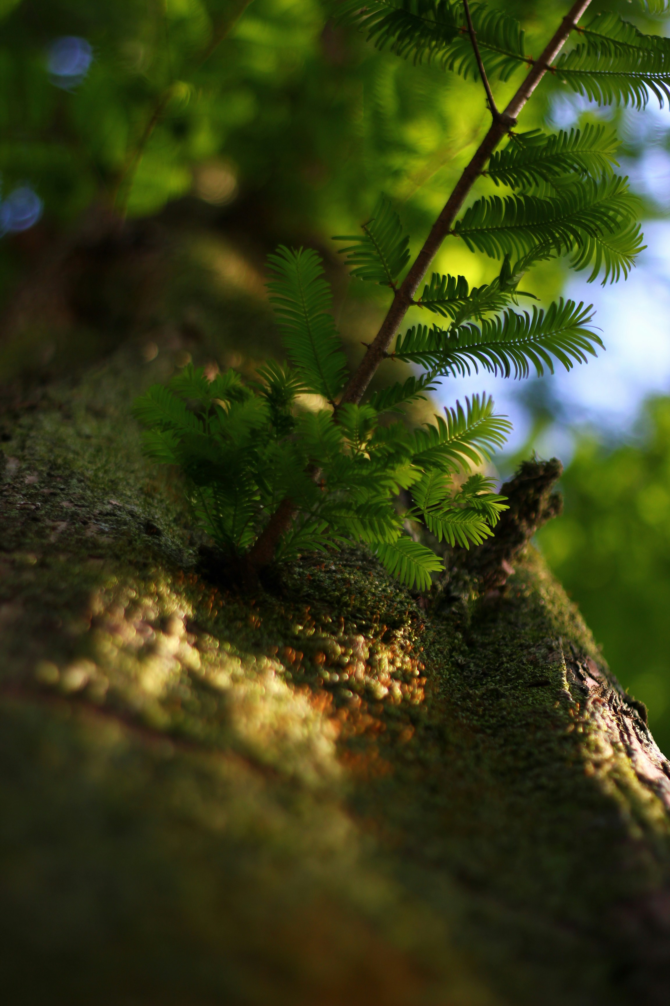 Fern Sprout Clinging to the Sunlit Trunk