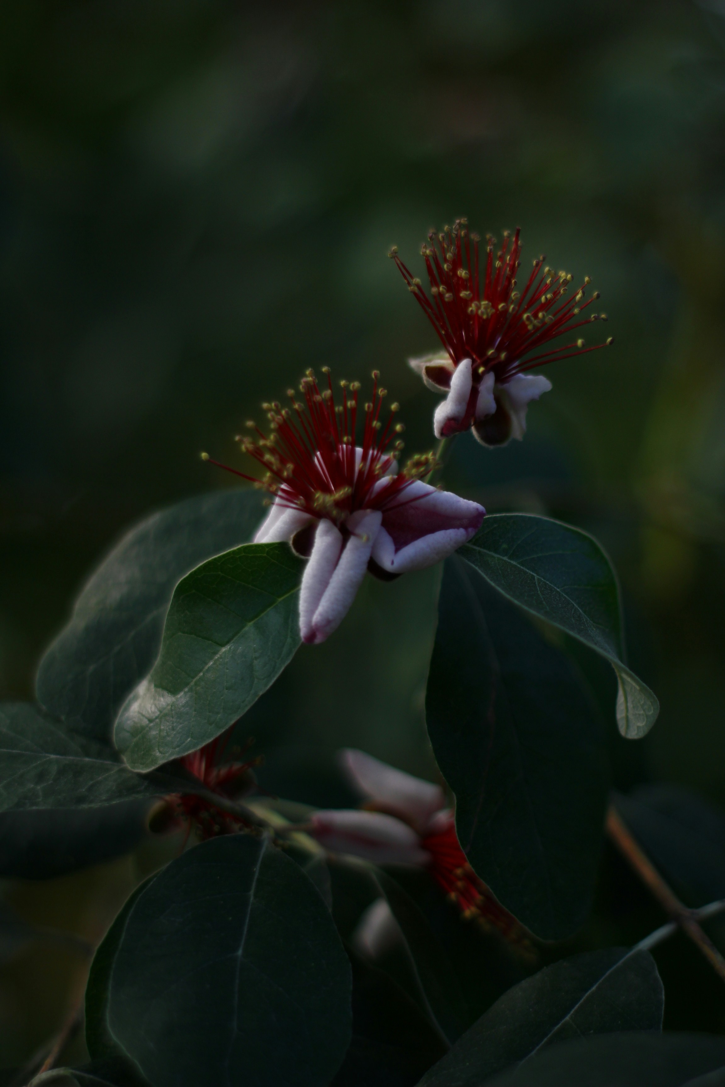 Red-tipped blossom duet: velvet petals and stamen against a shadowed green backdrop