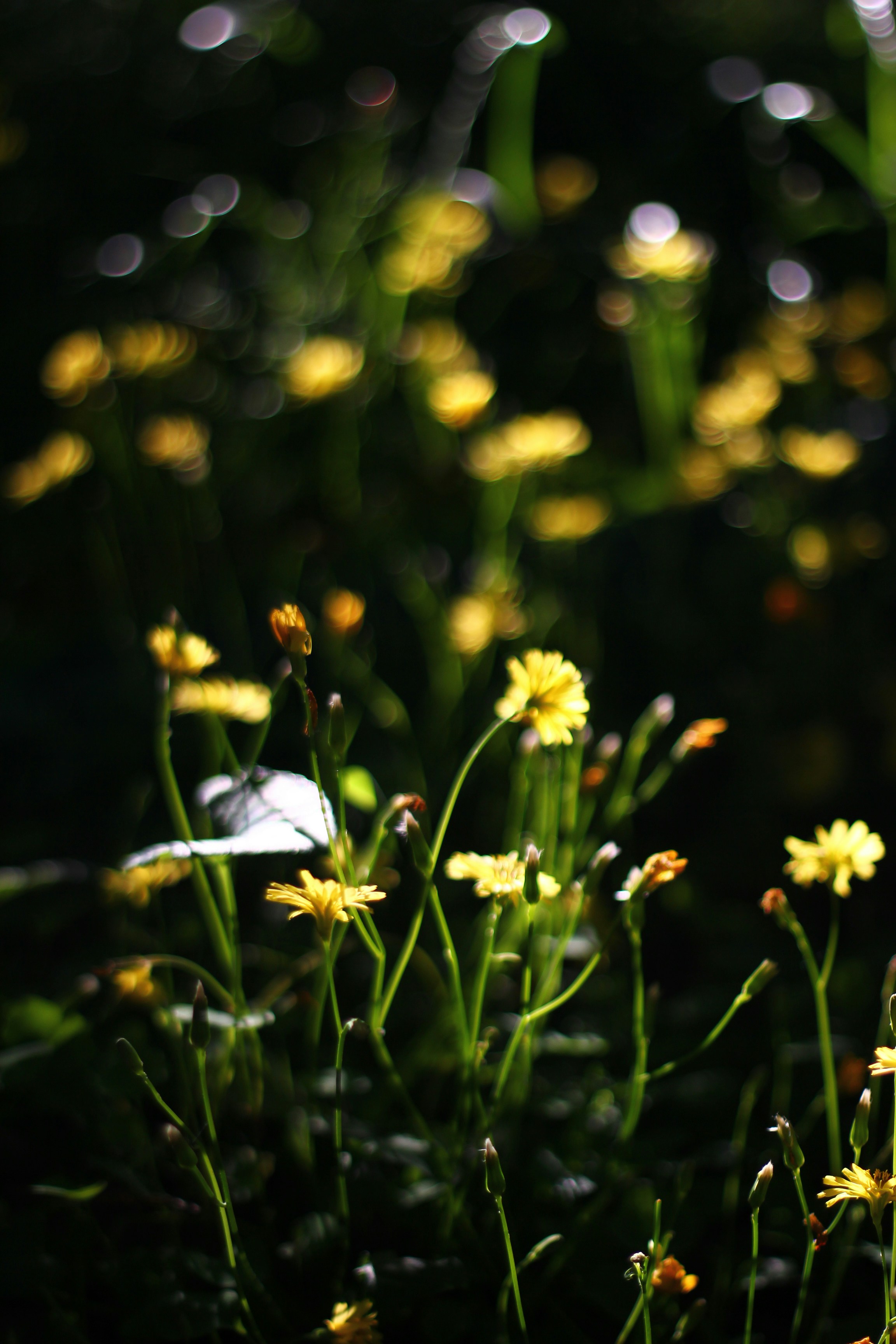 Shimmering Golden Commons in a Quiet Field