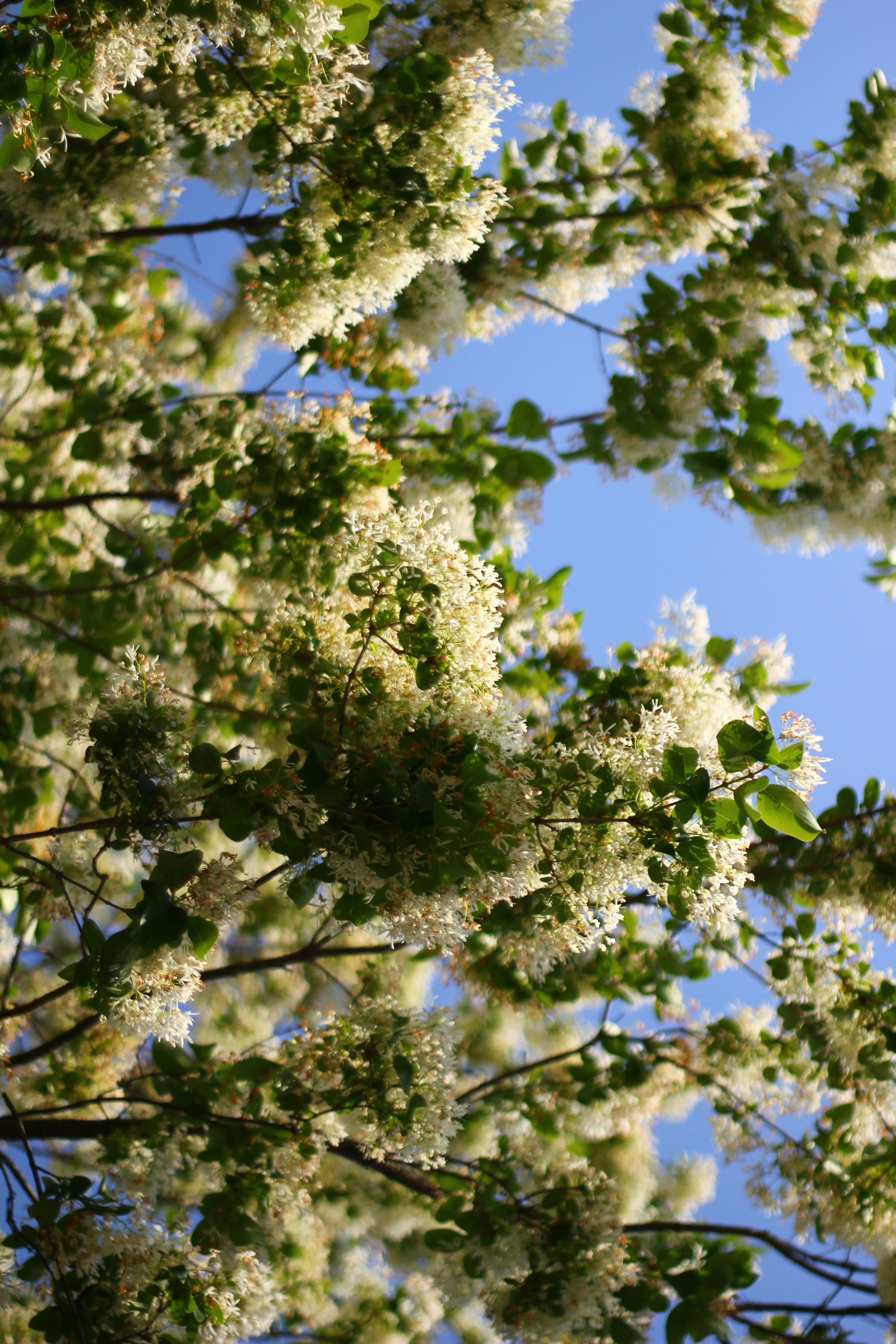 Clusters of white blossoms rise across a blue sky in a sunlit tree, highlighting delicate floral textures and fresh spring foliage. A natural close to mid-range shot capturing the tree canopy and sky.