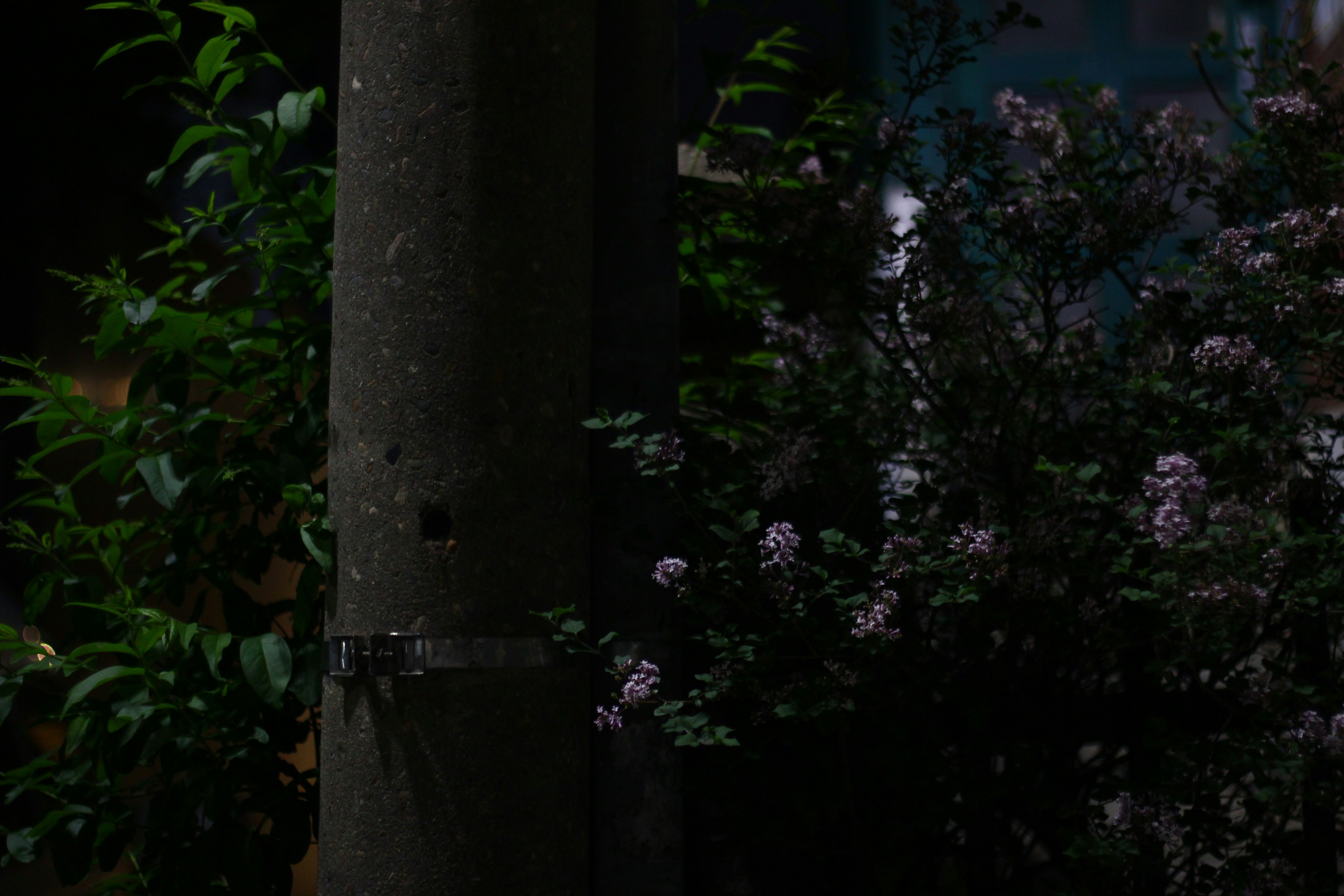 Shadowed Garden: A Quiet Stalk of Lilac and Post