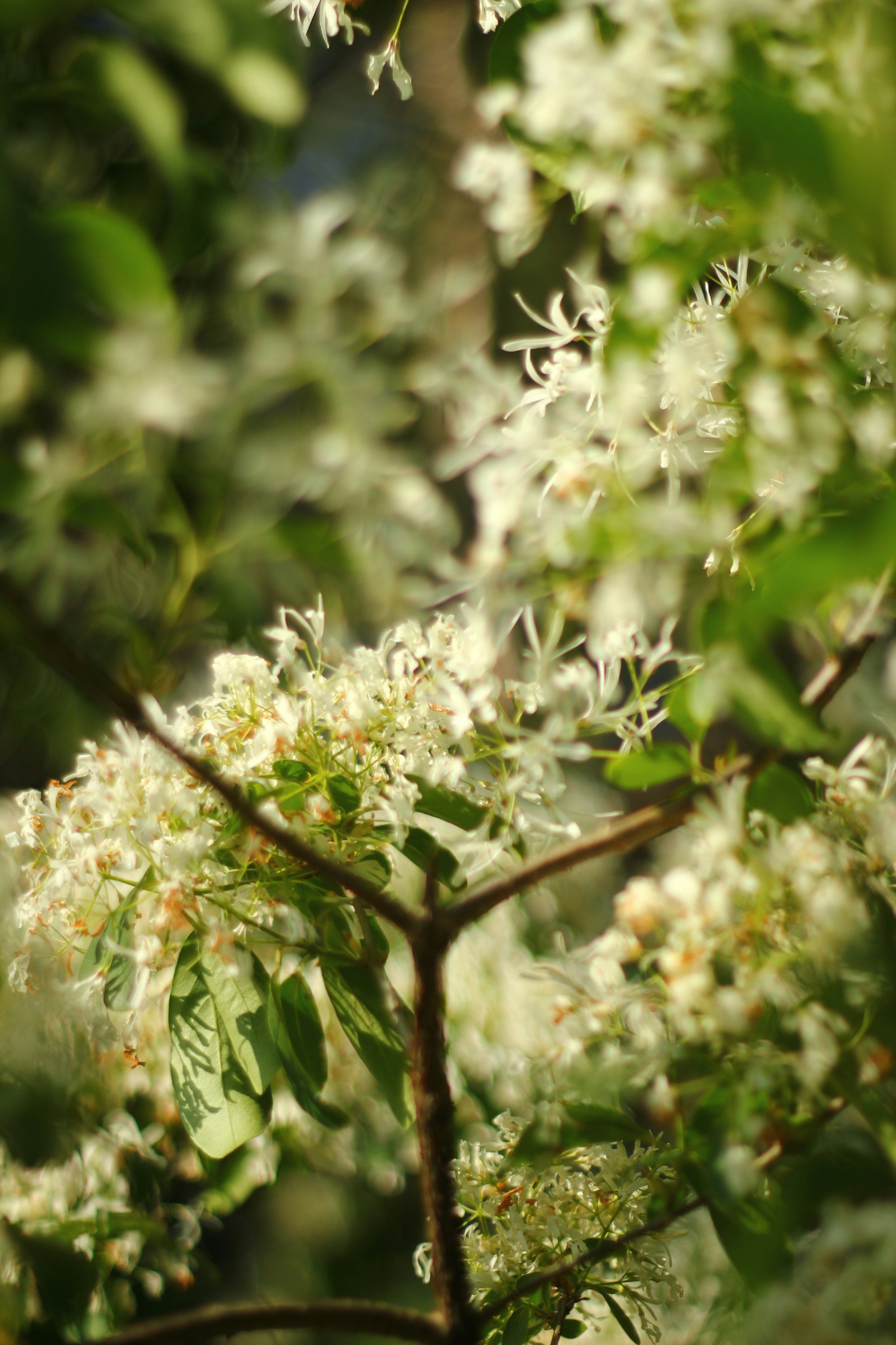Blooming Crane: White Flowers Framing a Central Branch