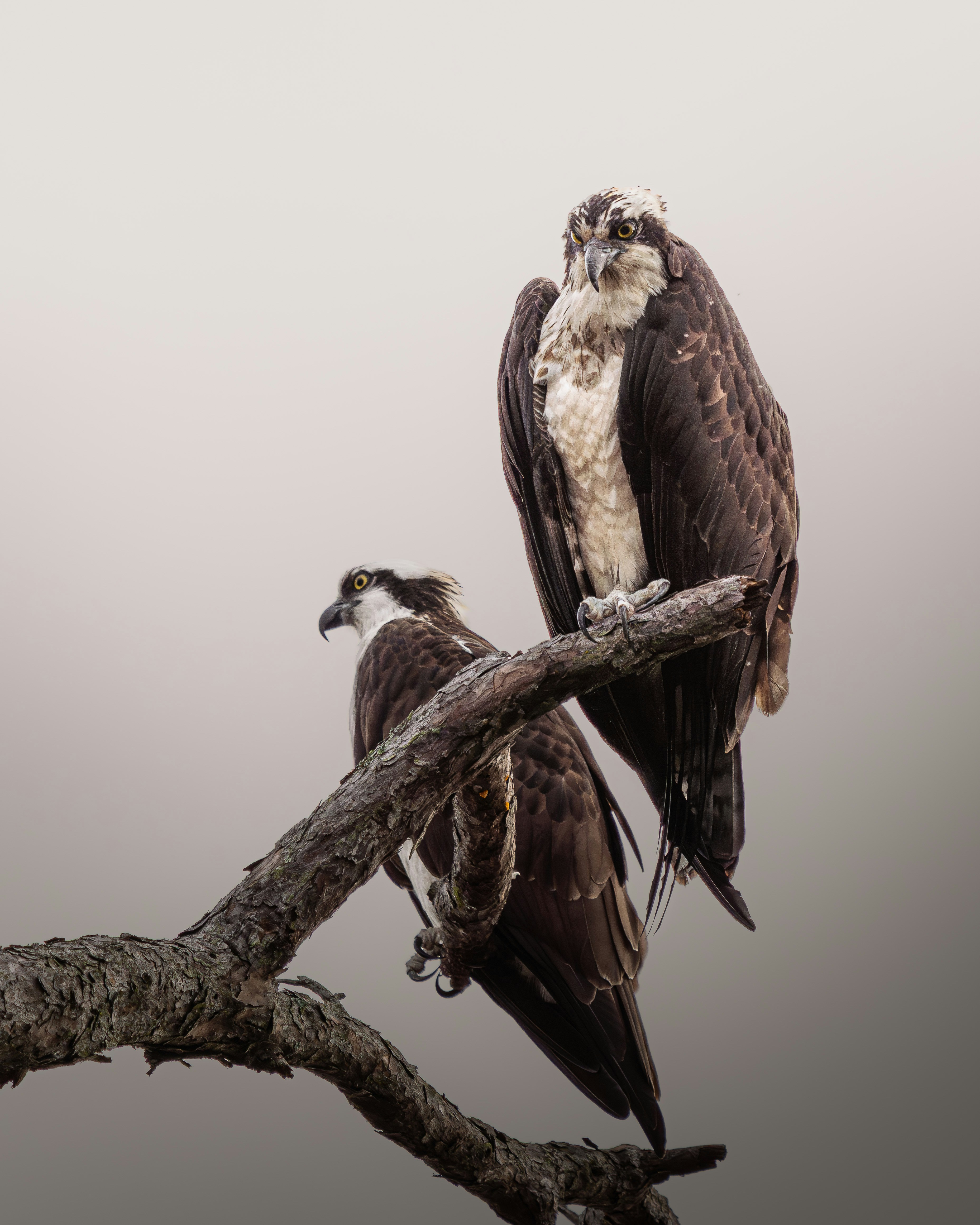 Two Peregrines in Quiet Perch on Weathered Branch