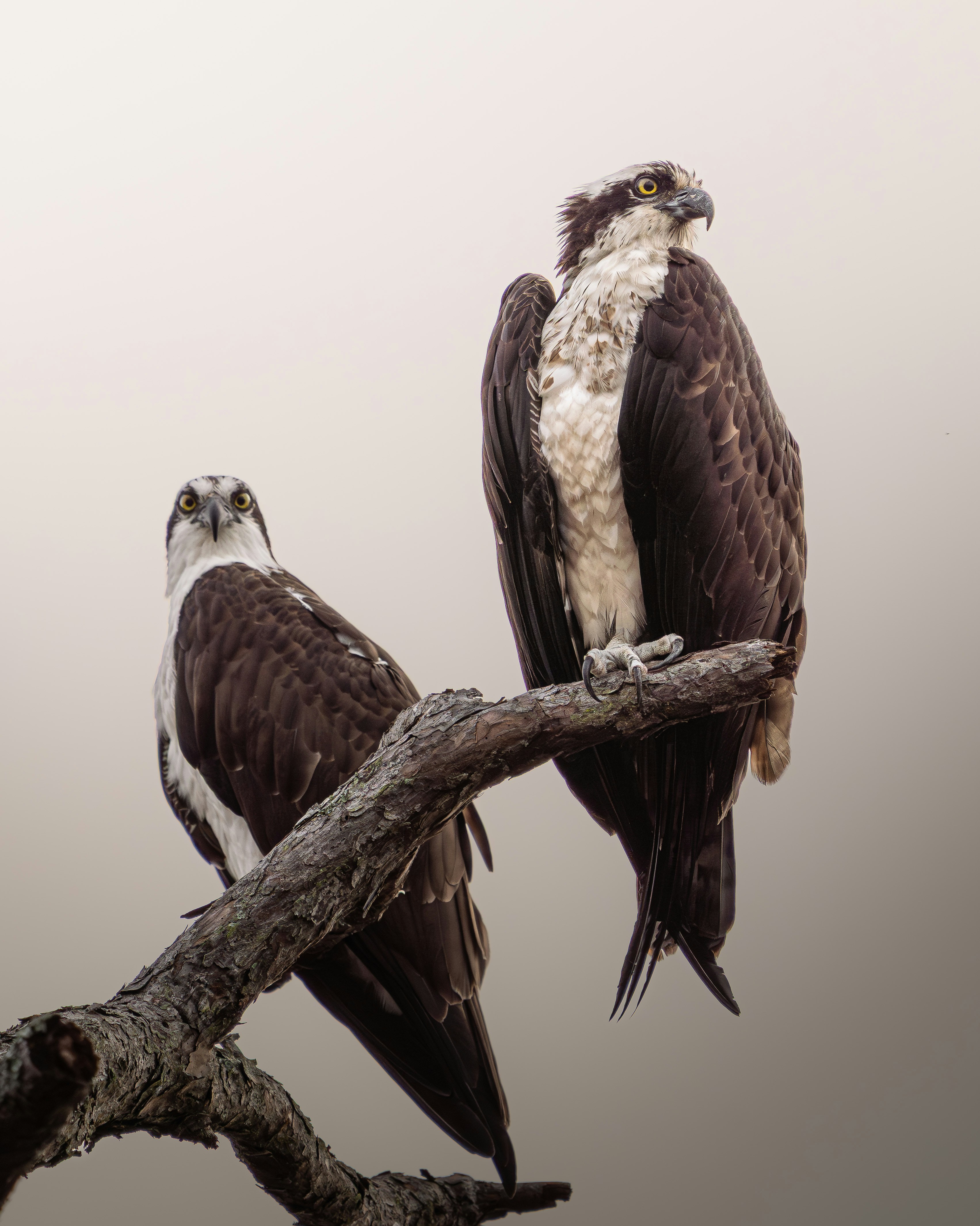 Two Osprey Guardians Perched on a Weathered Branch