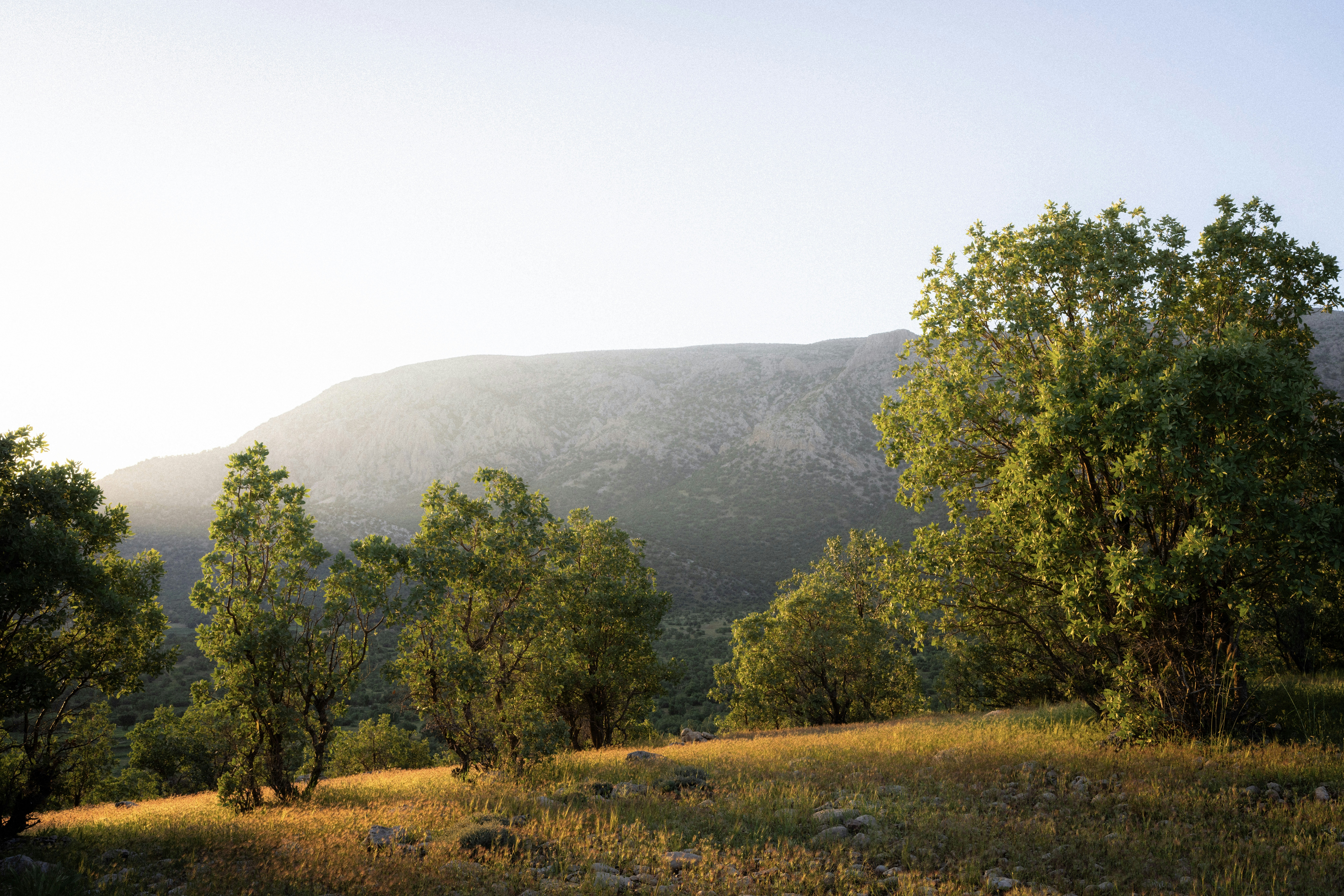 Golden Basin: Sunlit Pines and a Quiet Ridge