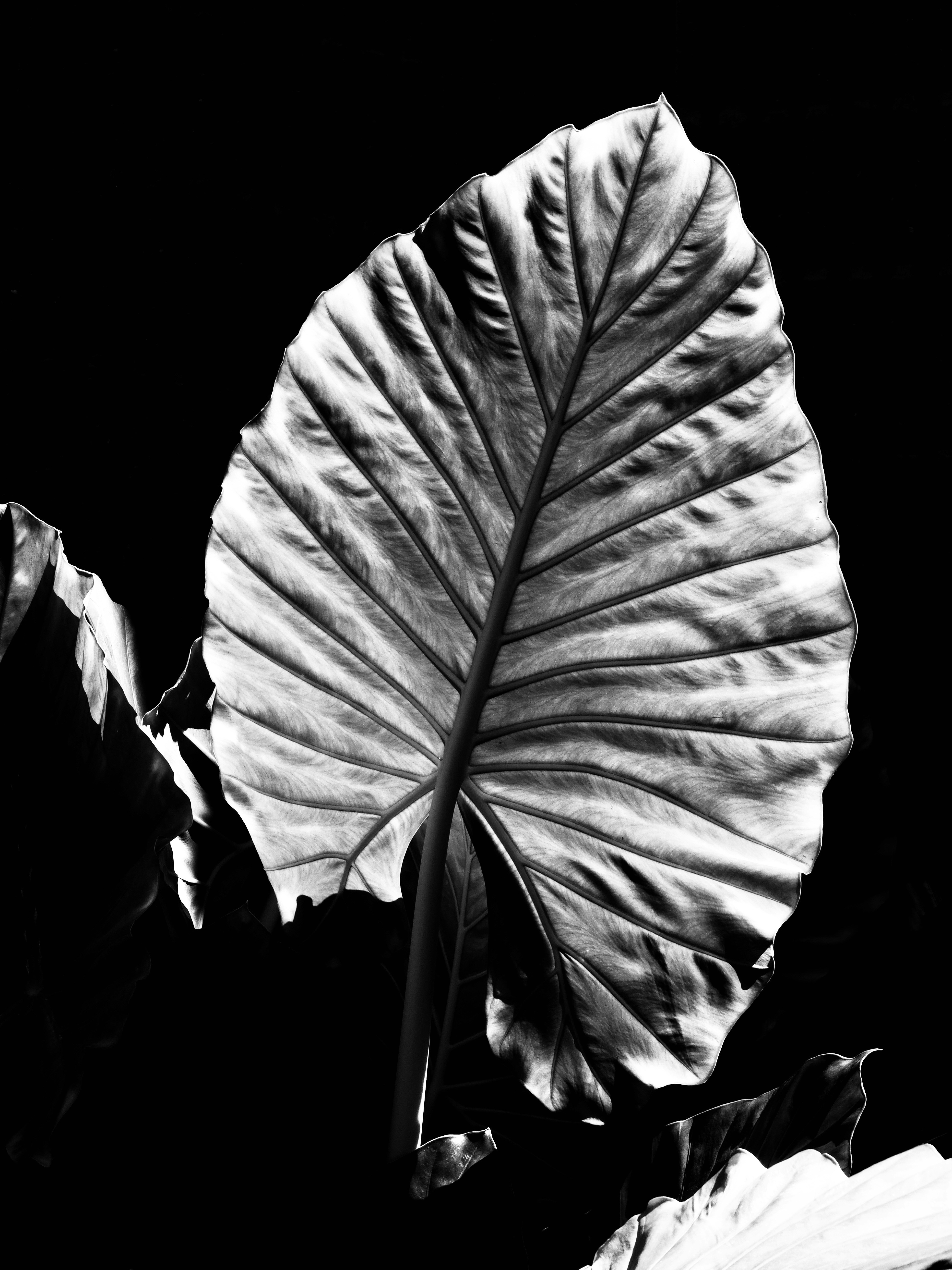 Backlit Vein: A Solo Leaf Against Velvet Darkness