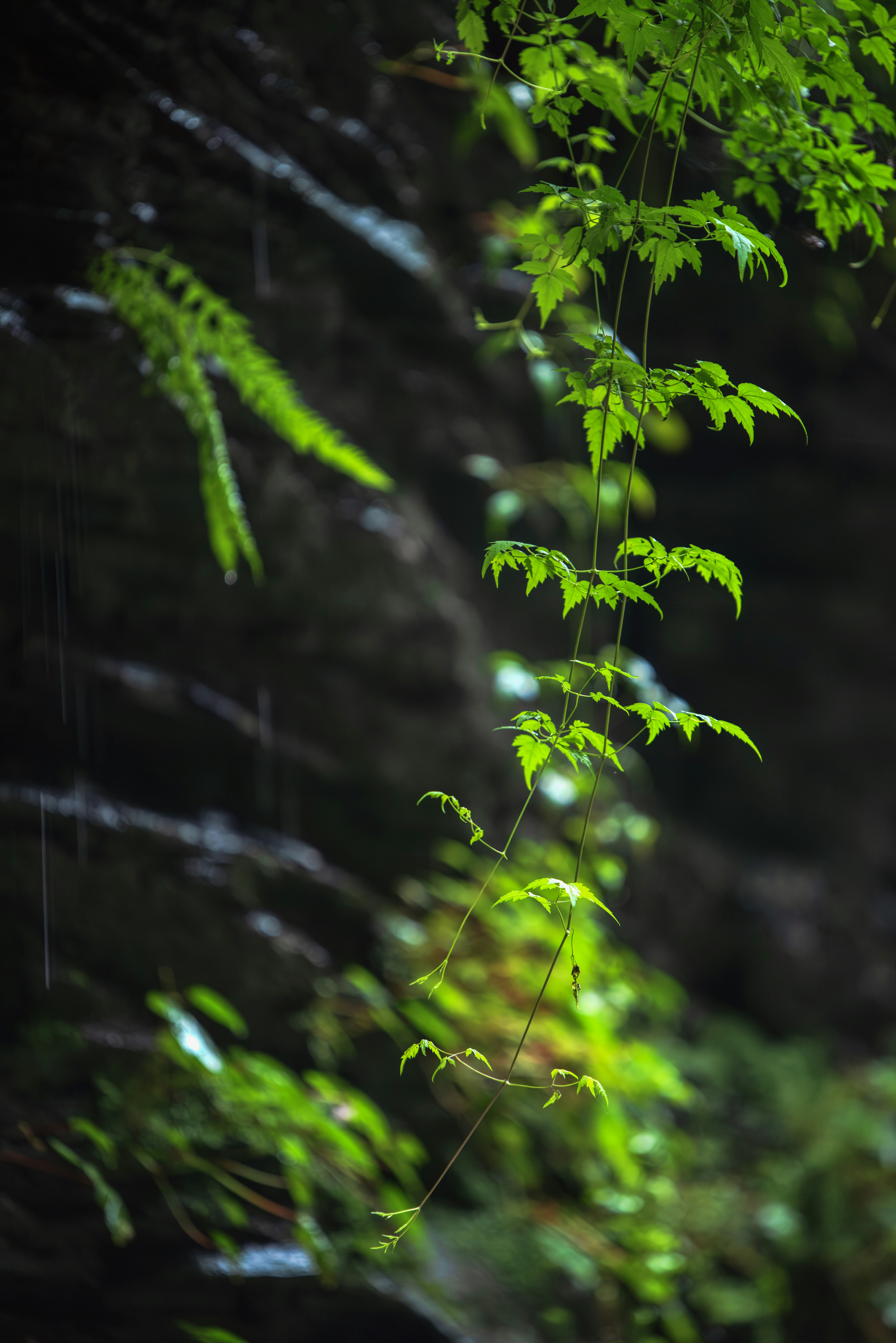 Emerald Tendrils: A Rainy Cascade of Vines