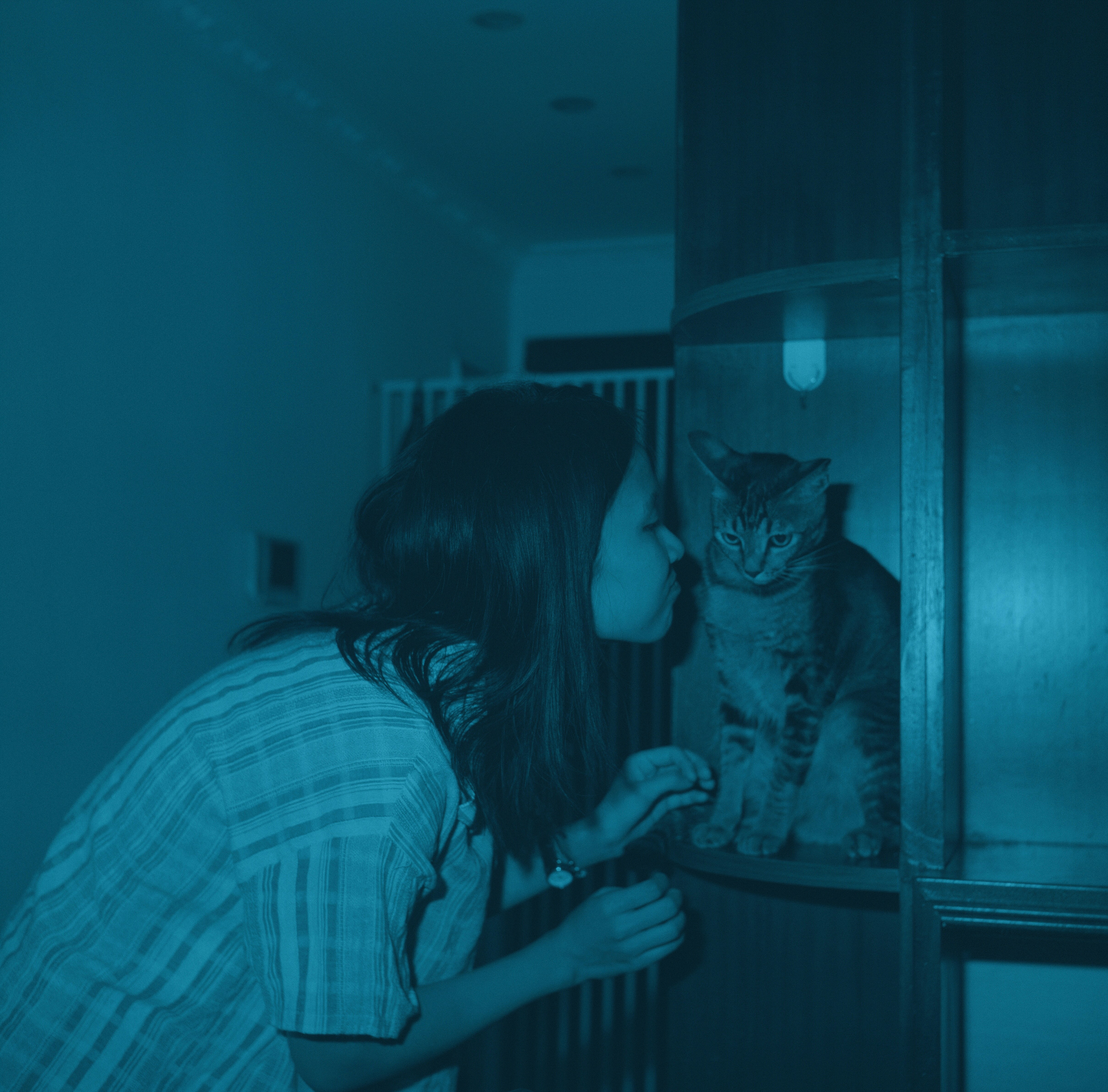 Whiskers and Whisper: A Quiet Moment in a Blue Kitchen