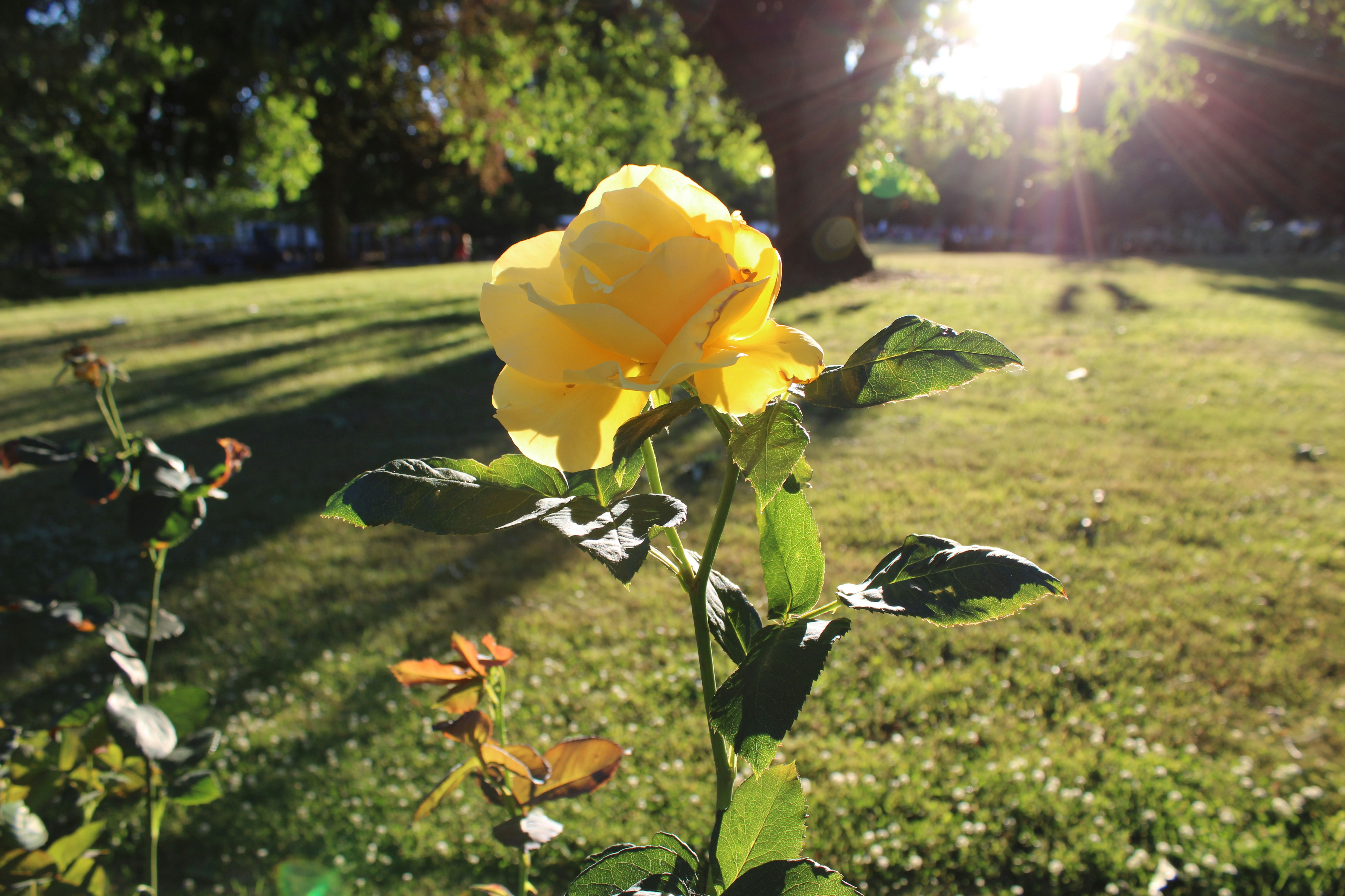 Sunlit Yellow Rose Reaching Toward the Morning Light