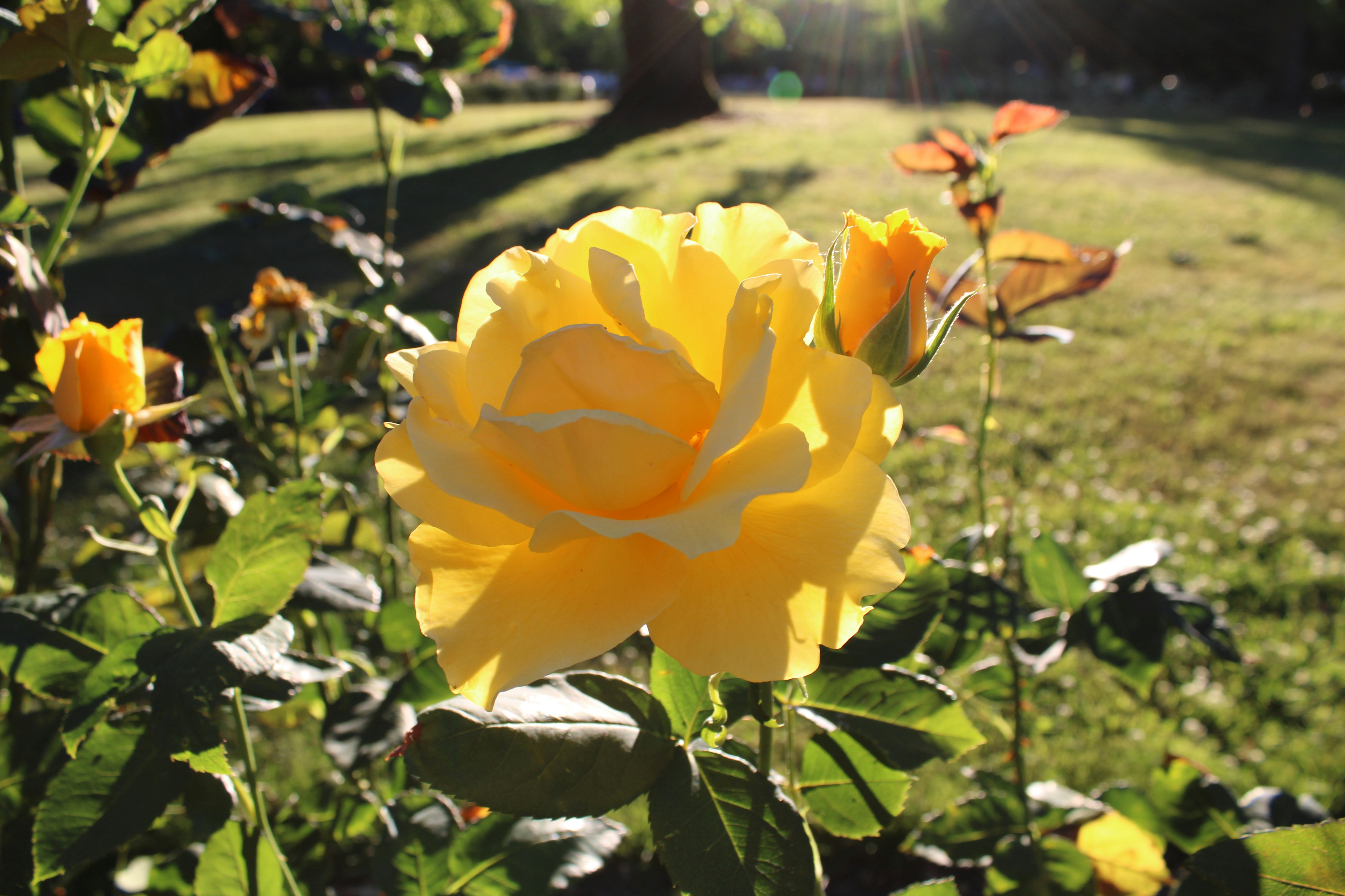 Golden Rose in a Sunlit Garden Frame