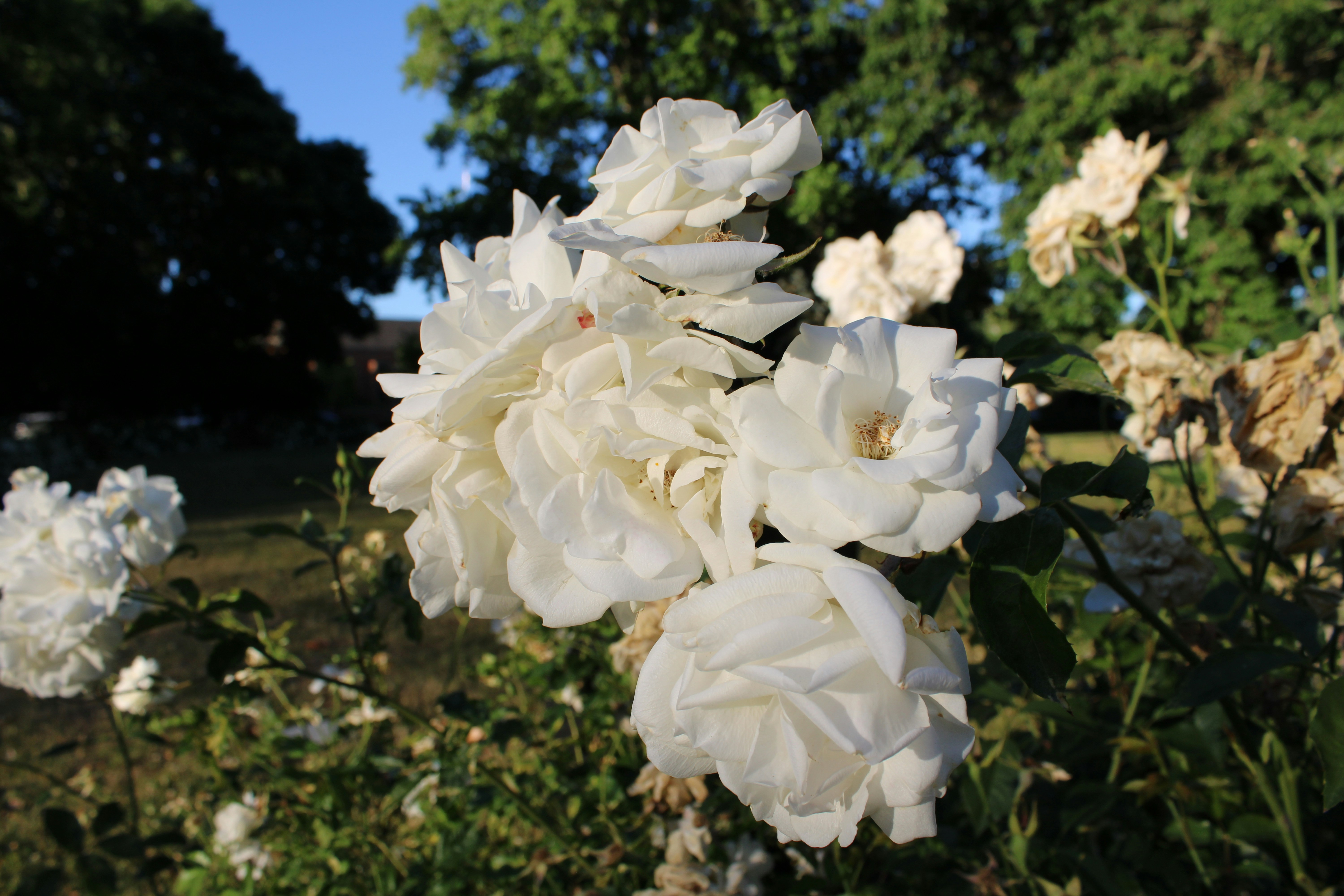 In Focus Bloom: White Roses against a Quiet Garden