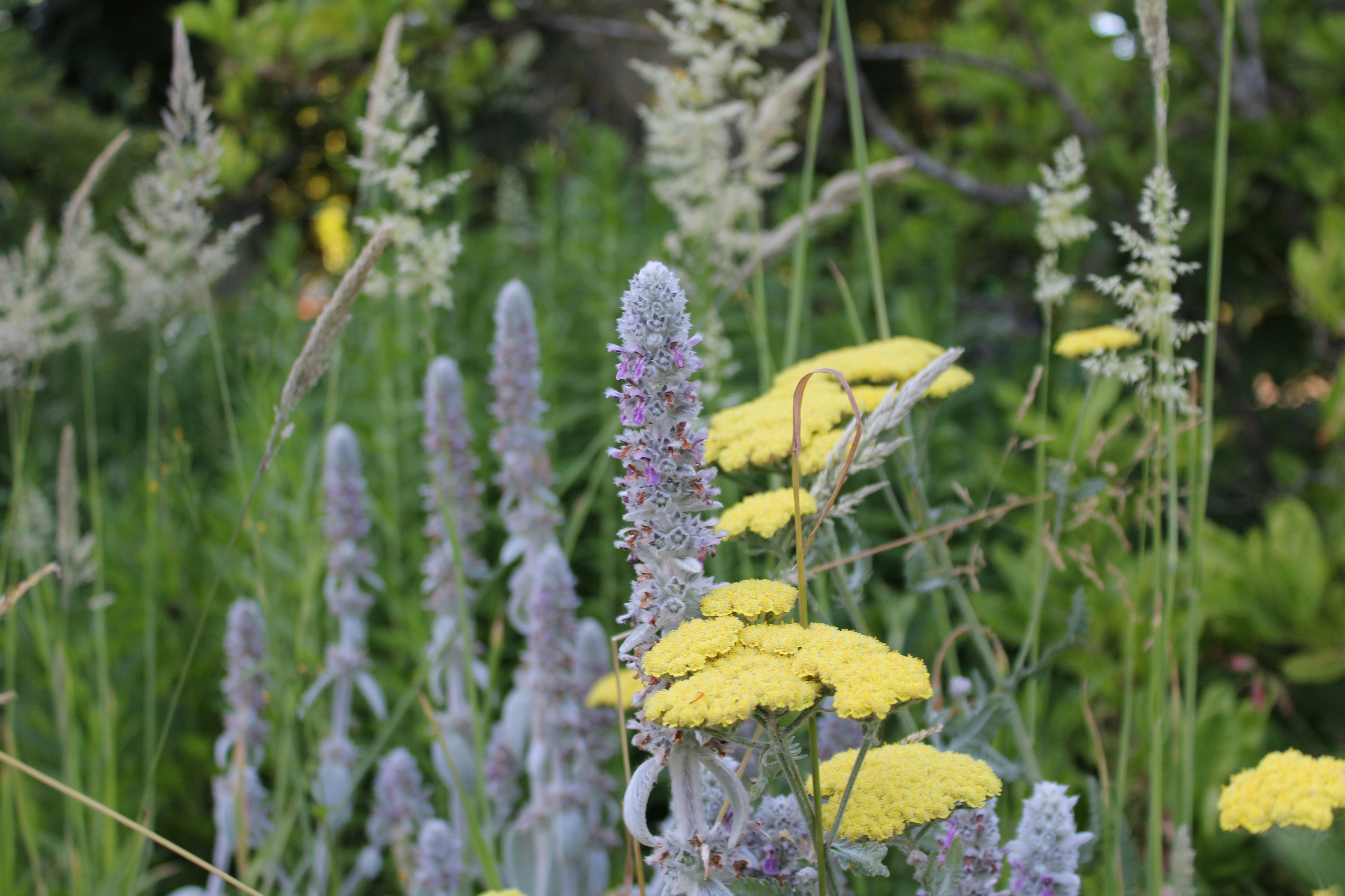 Sunlit Aster Meadow: Yellow Umbels Among Lavender Spires