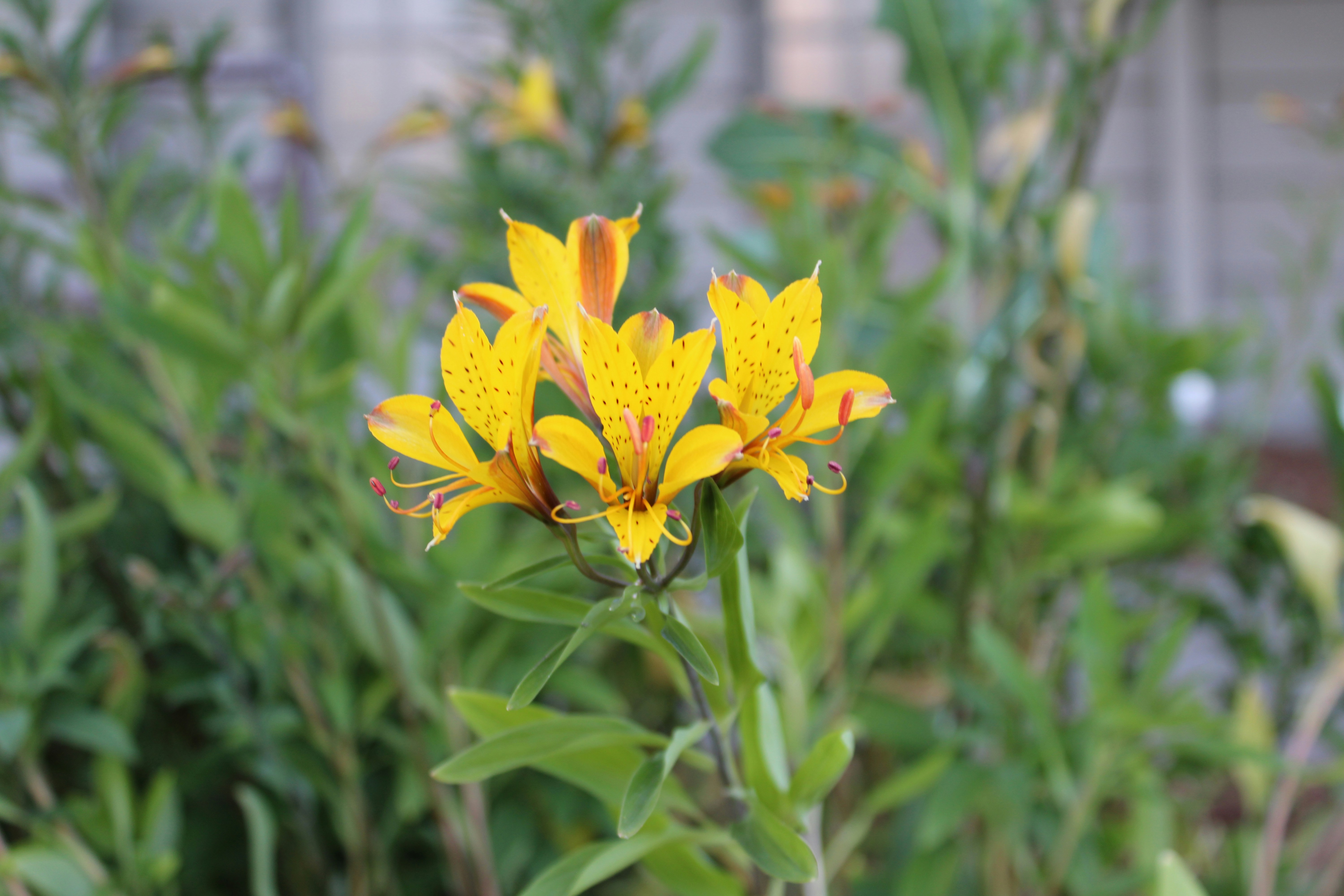 Golden Lily Cluster in a Quiet Garden