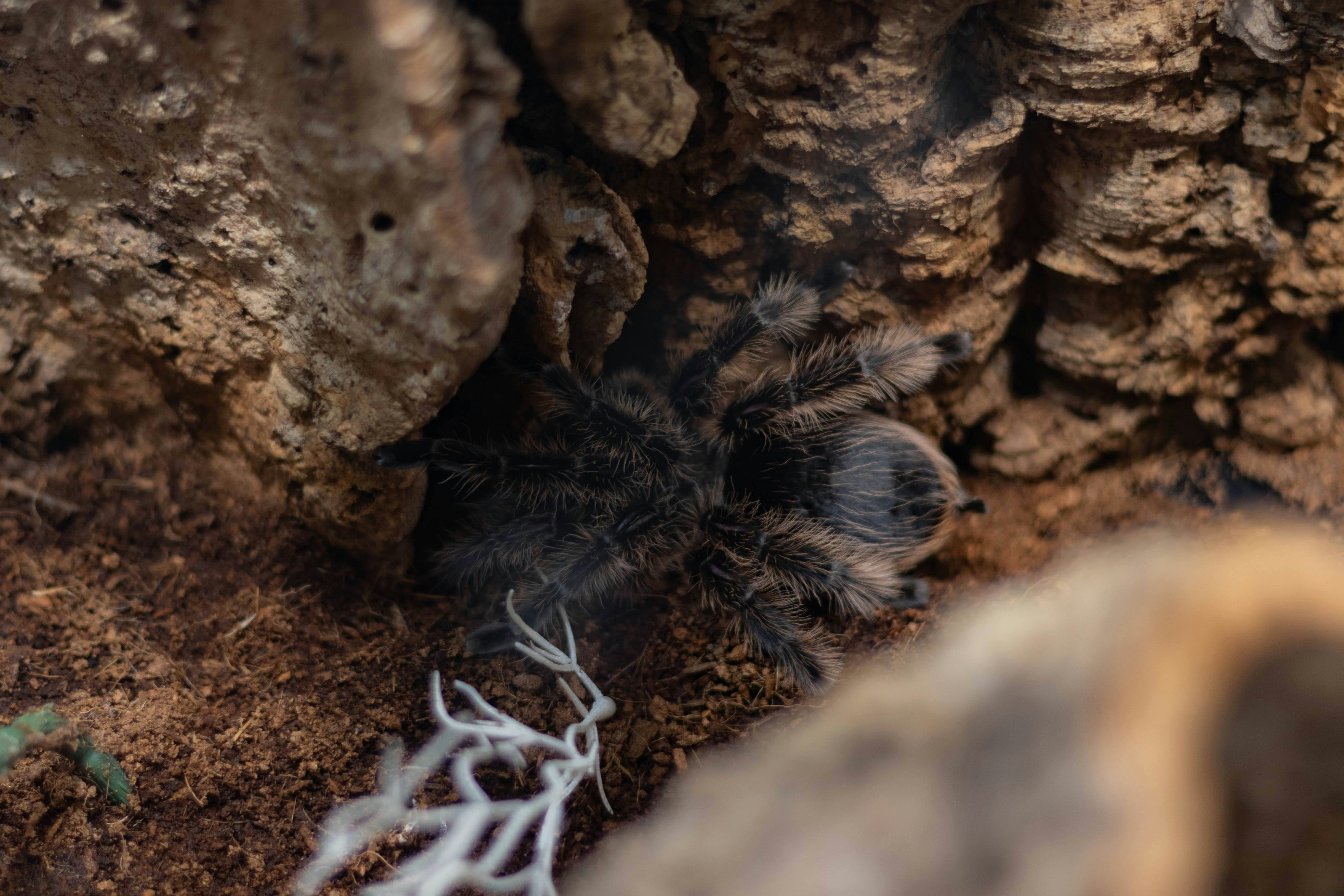 Cavern Veil: A Tiny Spider-Like Retreat Within Cracked Clay
