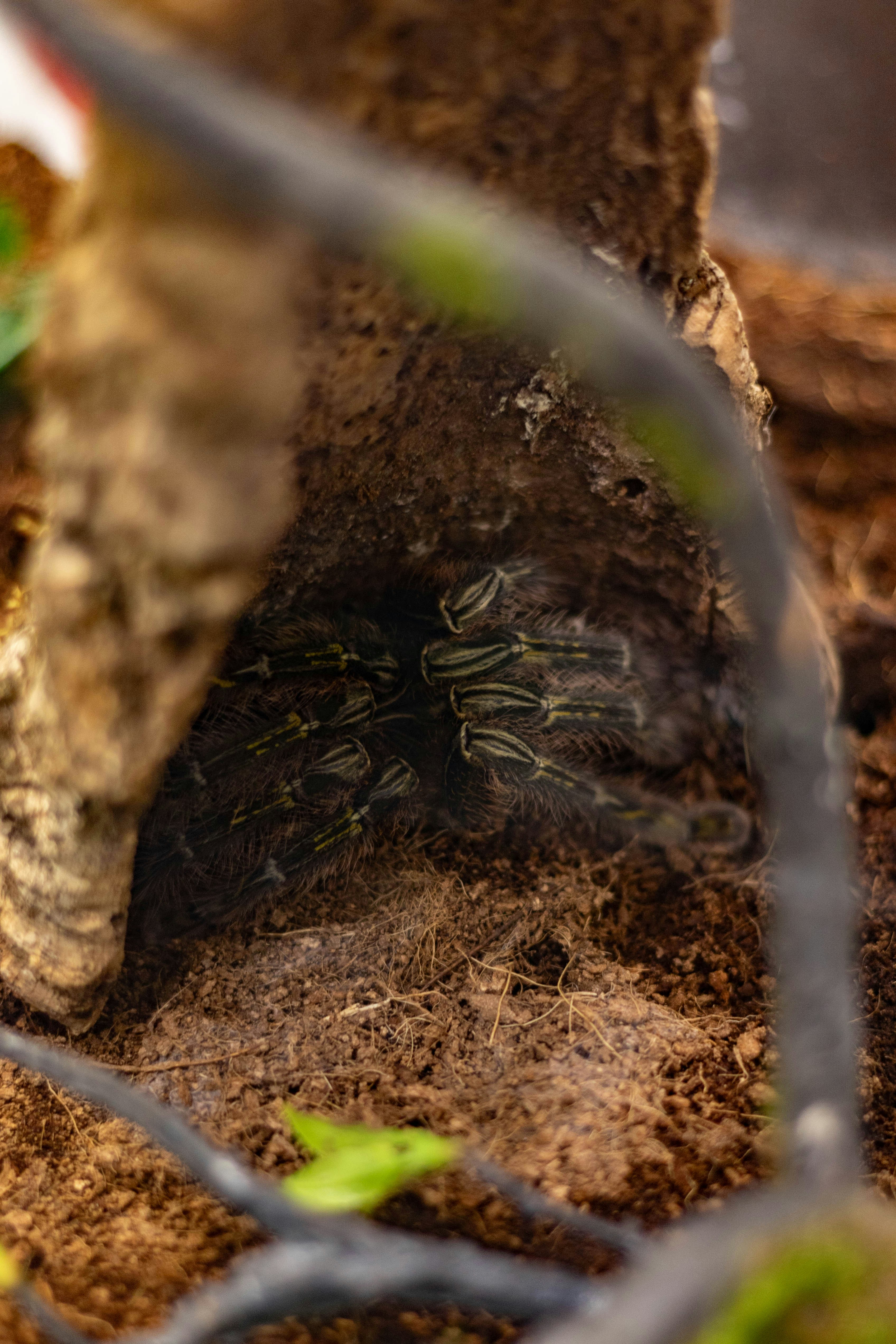 Hidden Nest: A Cluster of Antennal Miniatures Beneath Bark