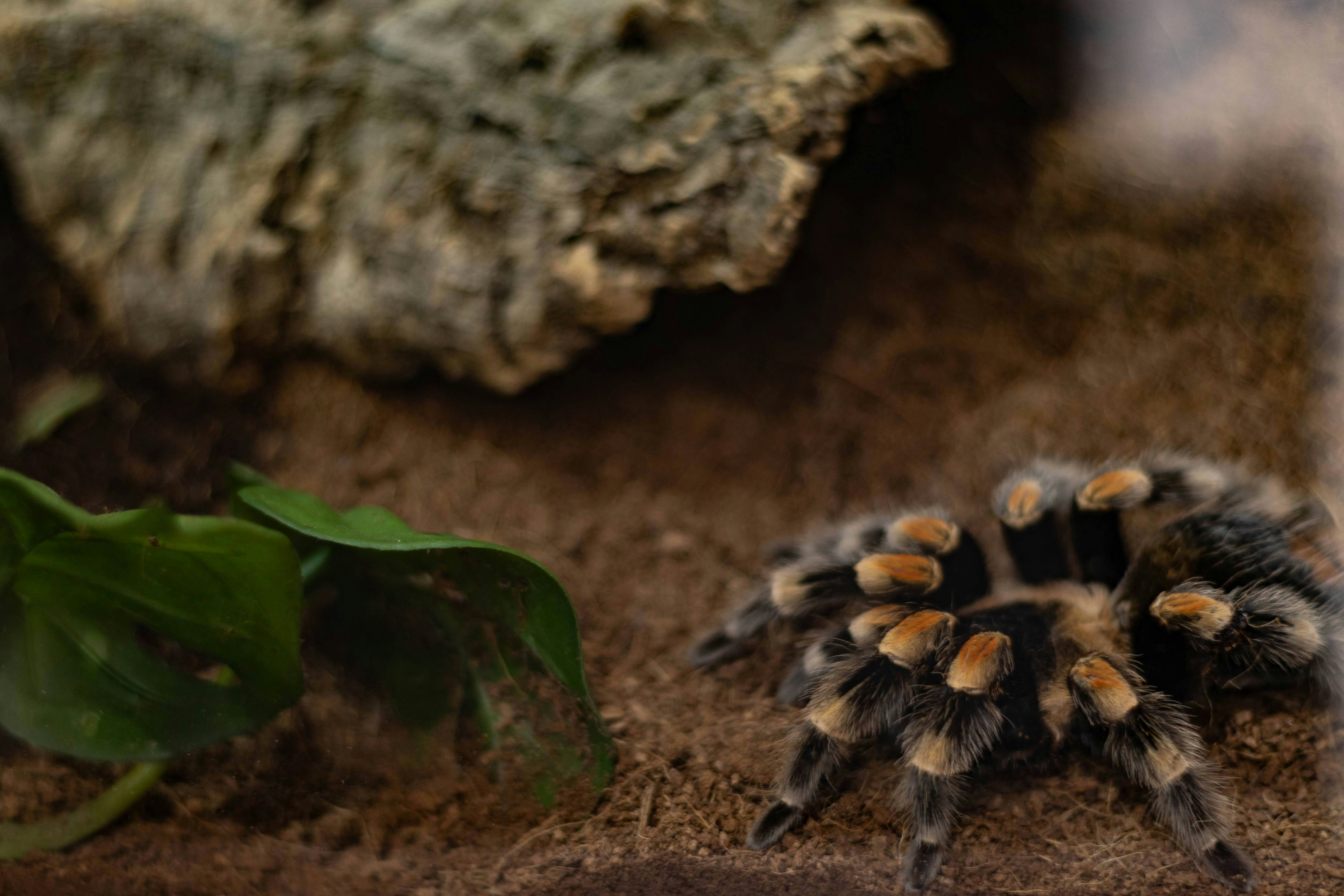 Amber-furred Tarantula Beneath a Green Leaf