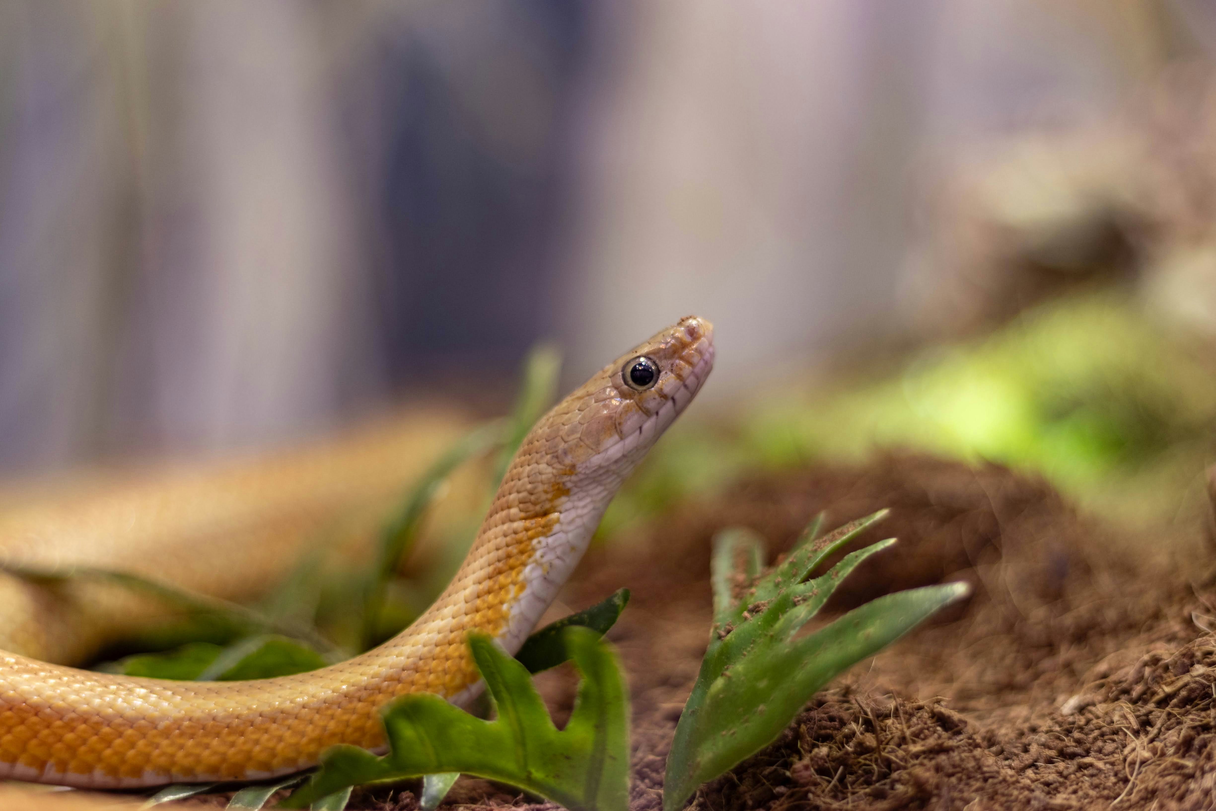 Curious Orange Reptile Peering Over Desert Floor