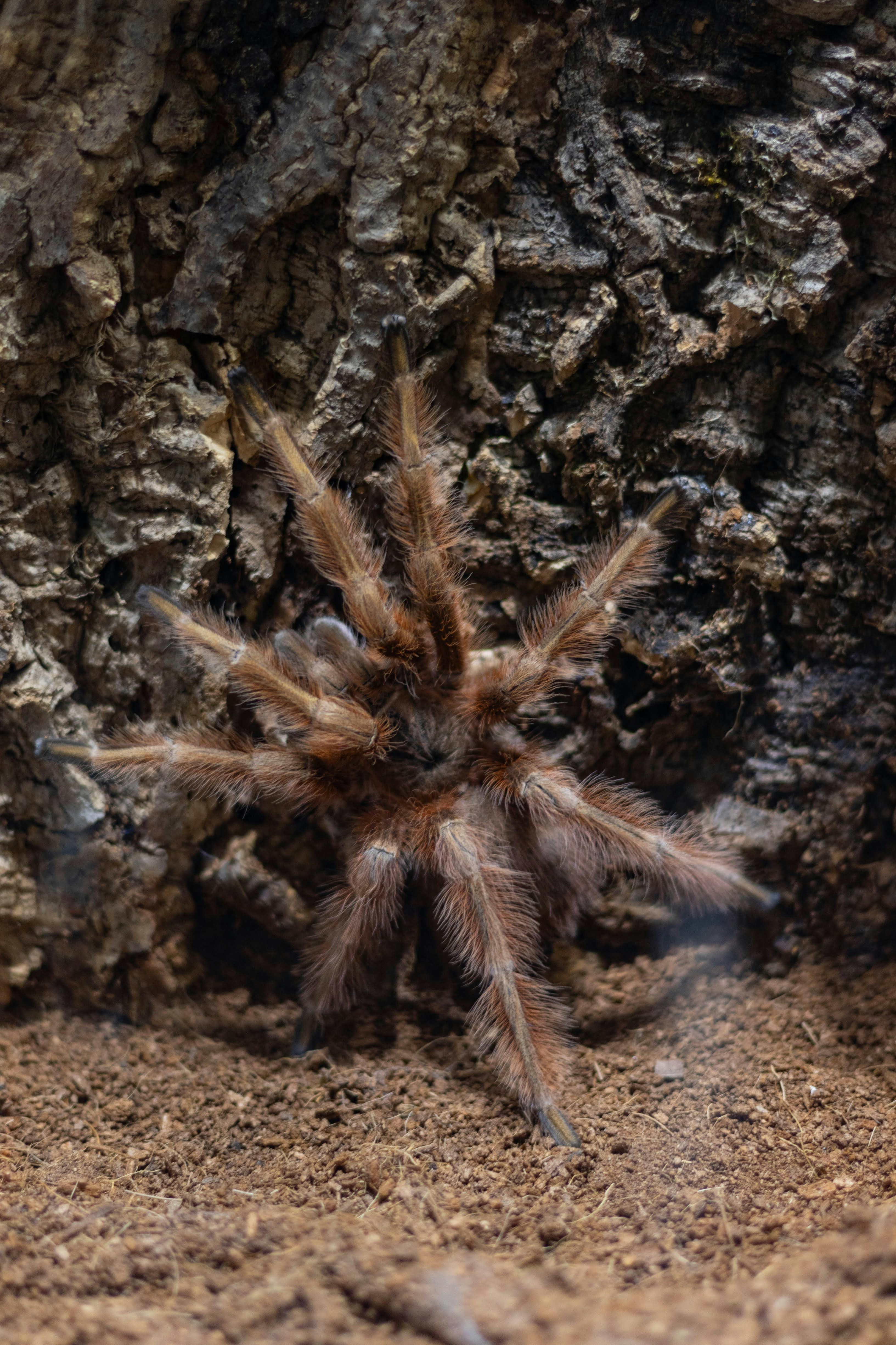 Rusty-Hued Tarantula Beneath Bark, Stationed on Earth