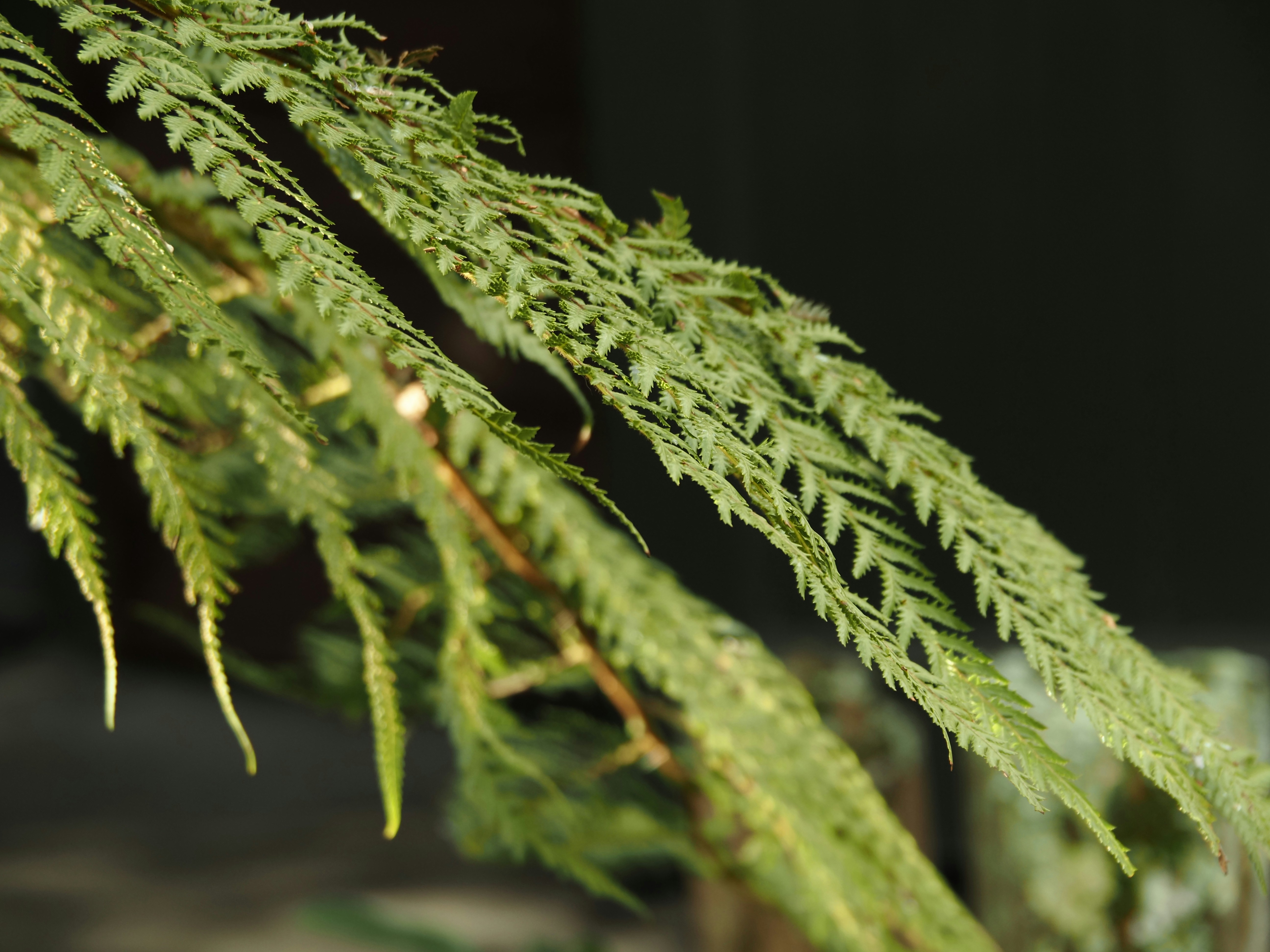 Feathered Fern Fronds in Soft Gloom