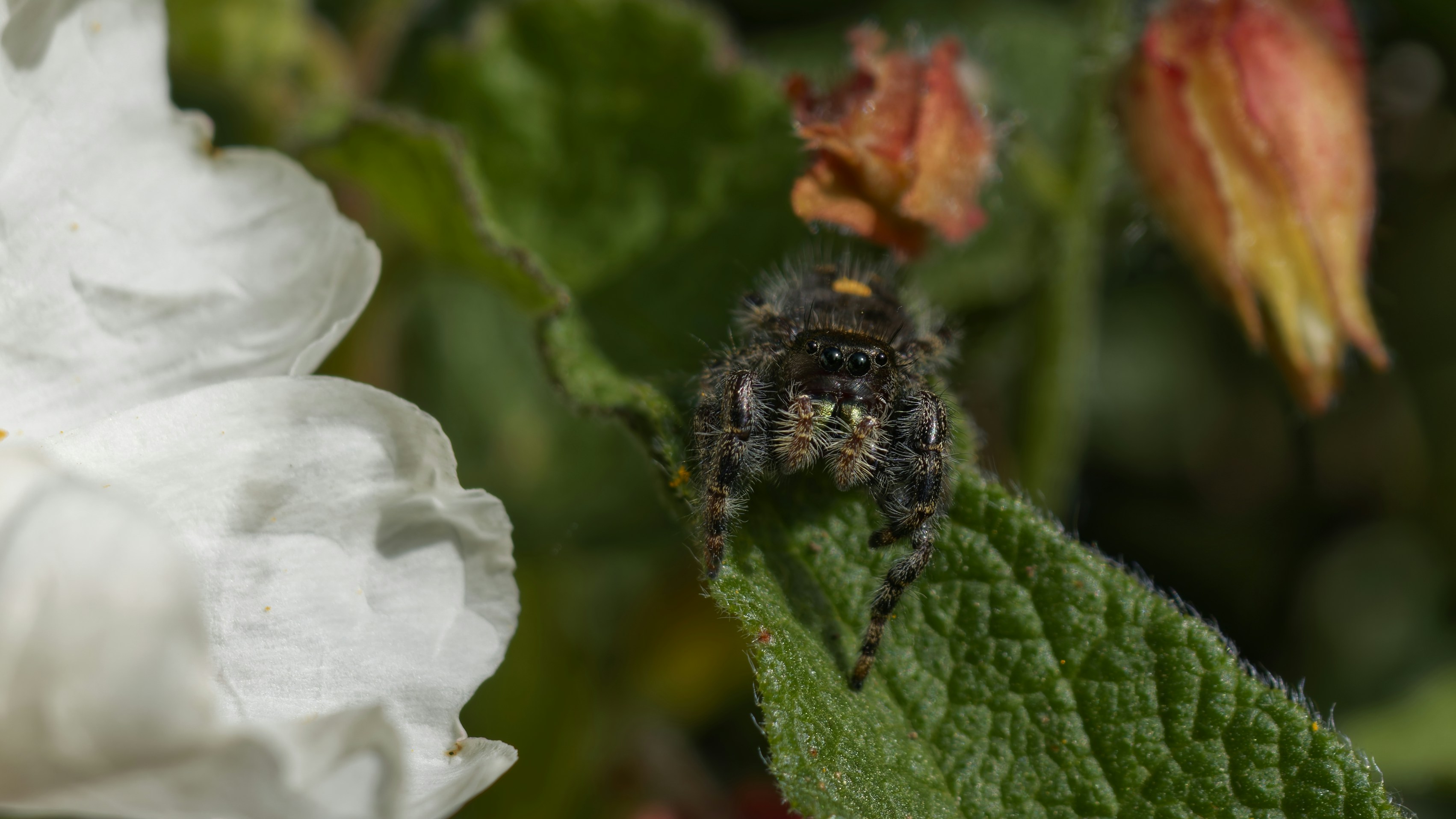 Hidden Mouth of the Garden: A Bold Jumping Spider Among White Petals
