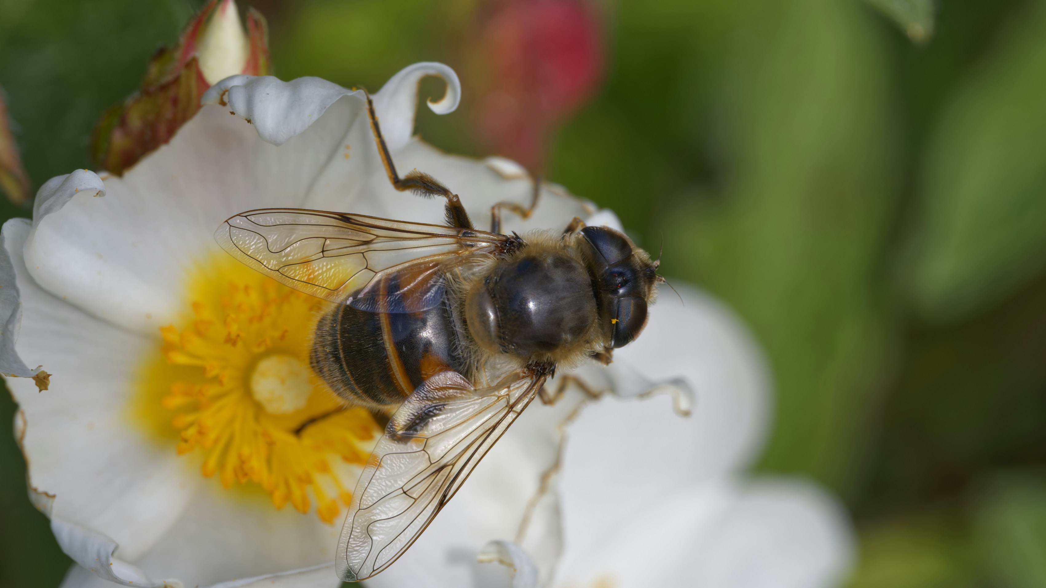 Bee in Profile: Nectar Quest on a White Petal