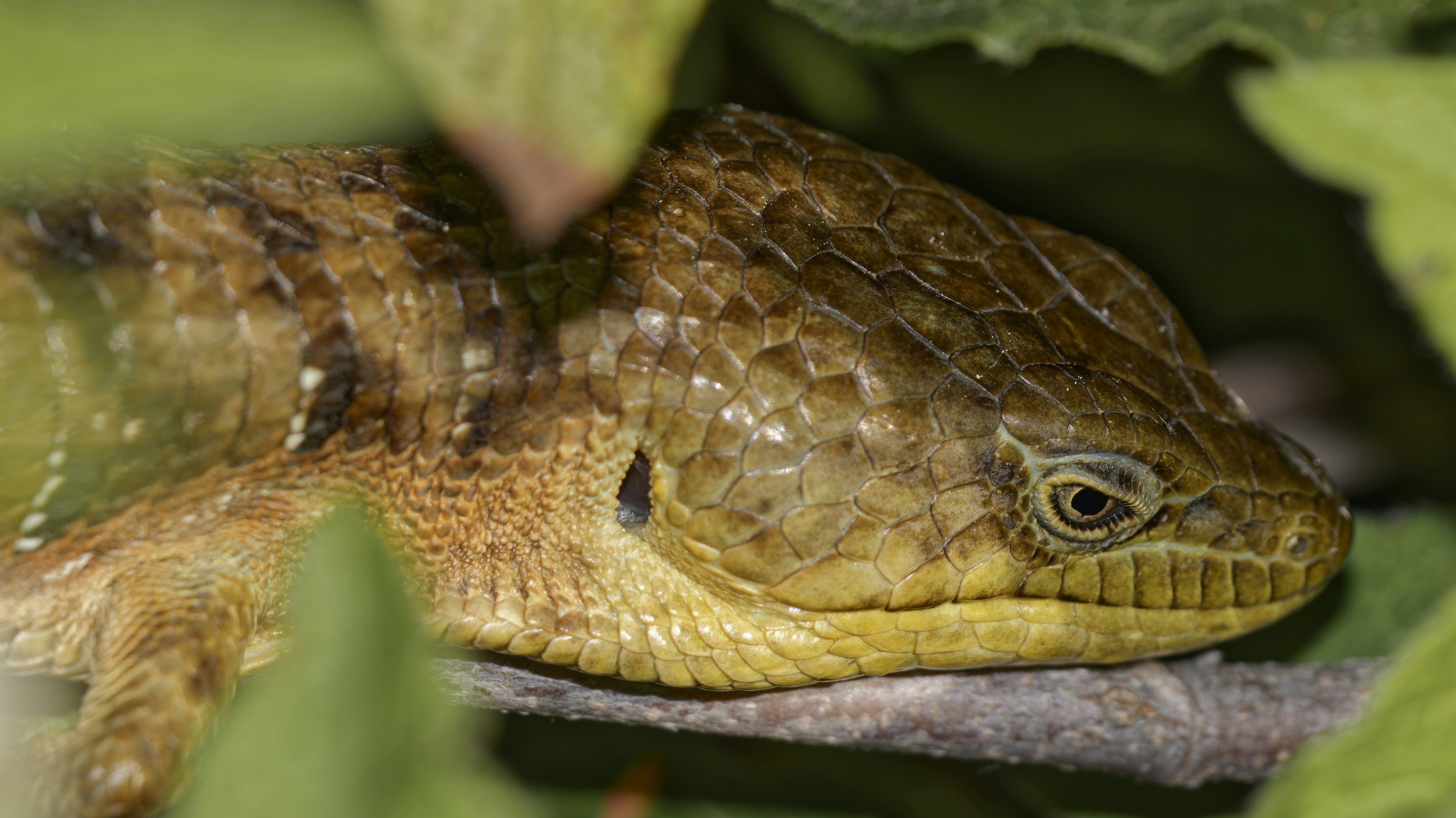 Close-Range Gaze: A Desert Lizard's Calm Portrait