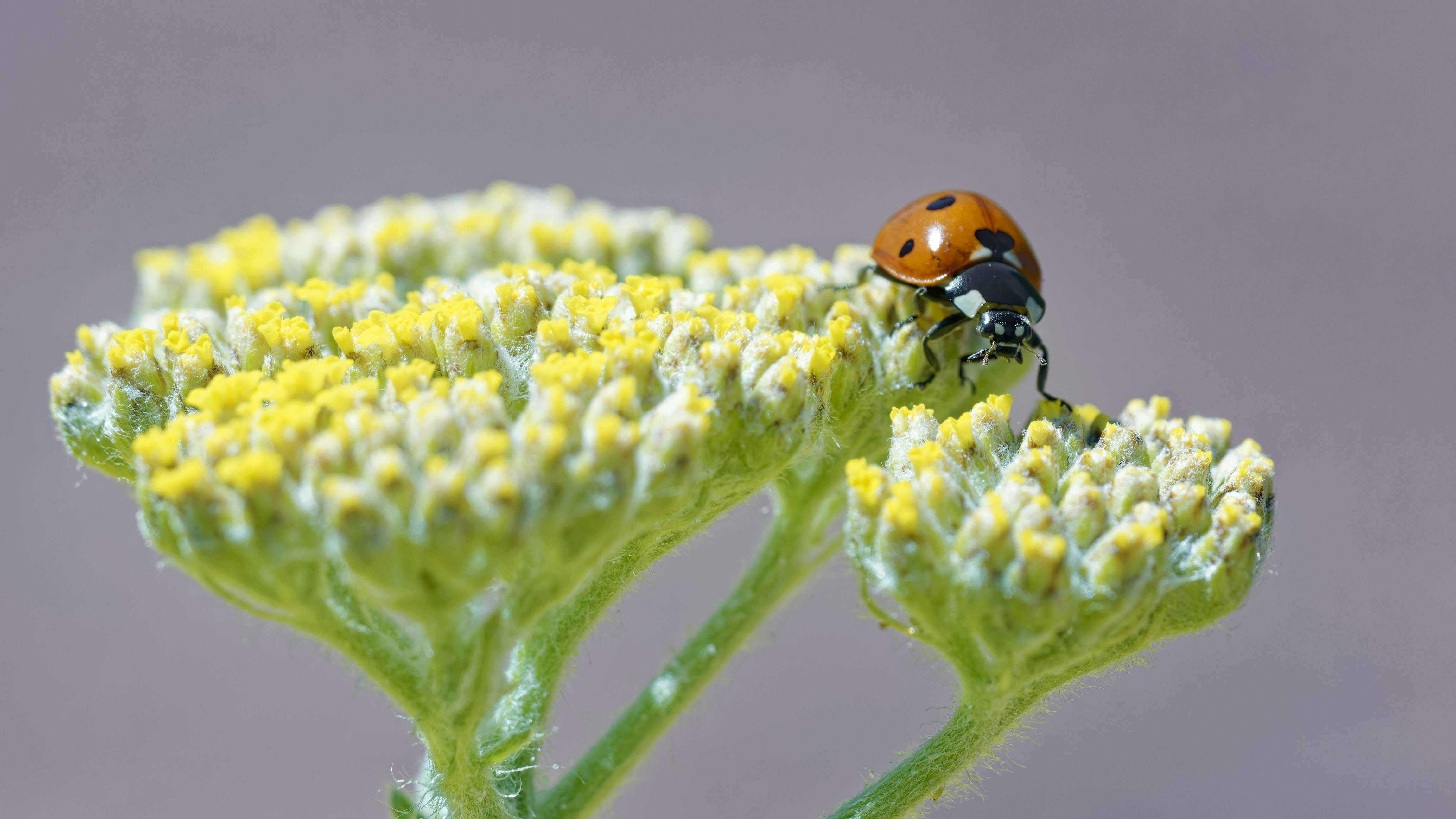 Ladybug Summit on a Yellow-Tipped Queen Anne's Lace