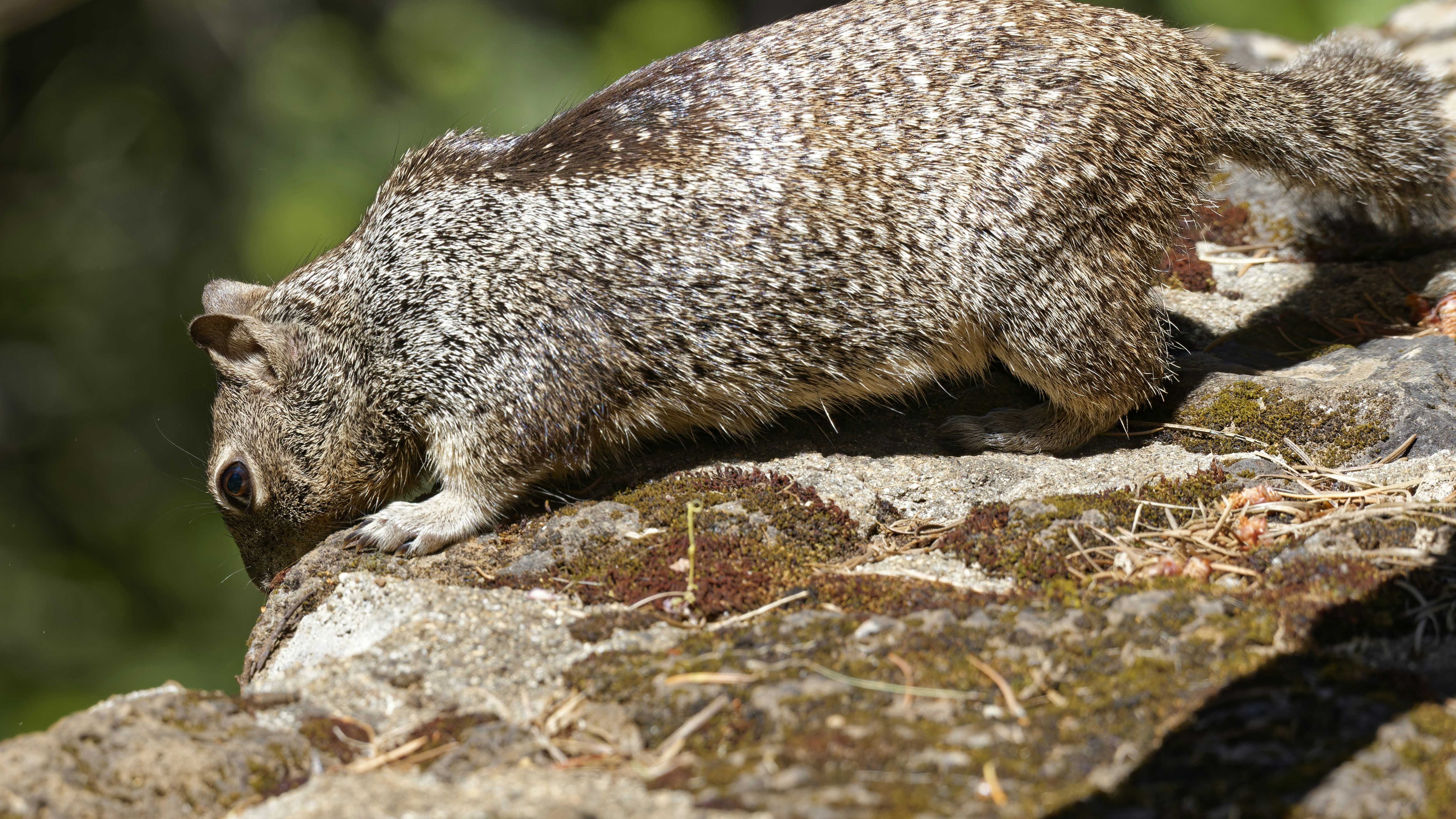 Slinking Squirrel on Sunlit Crag