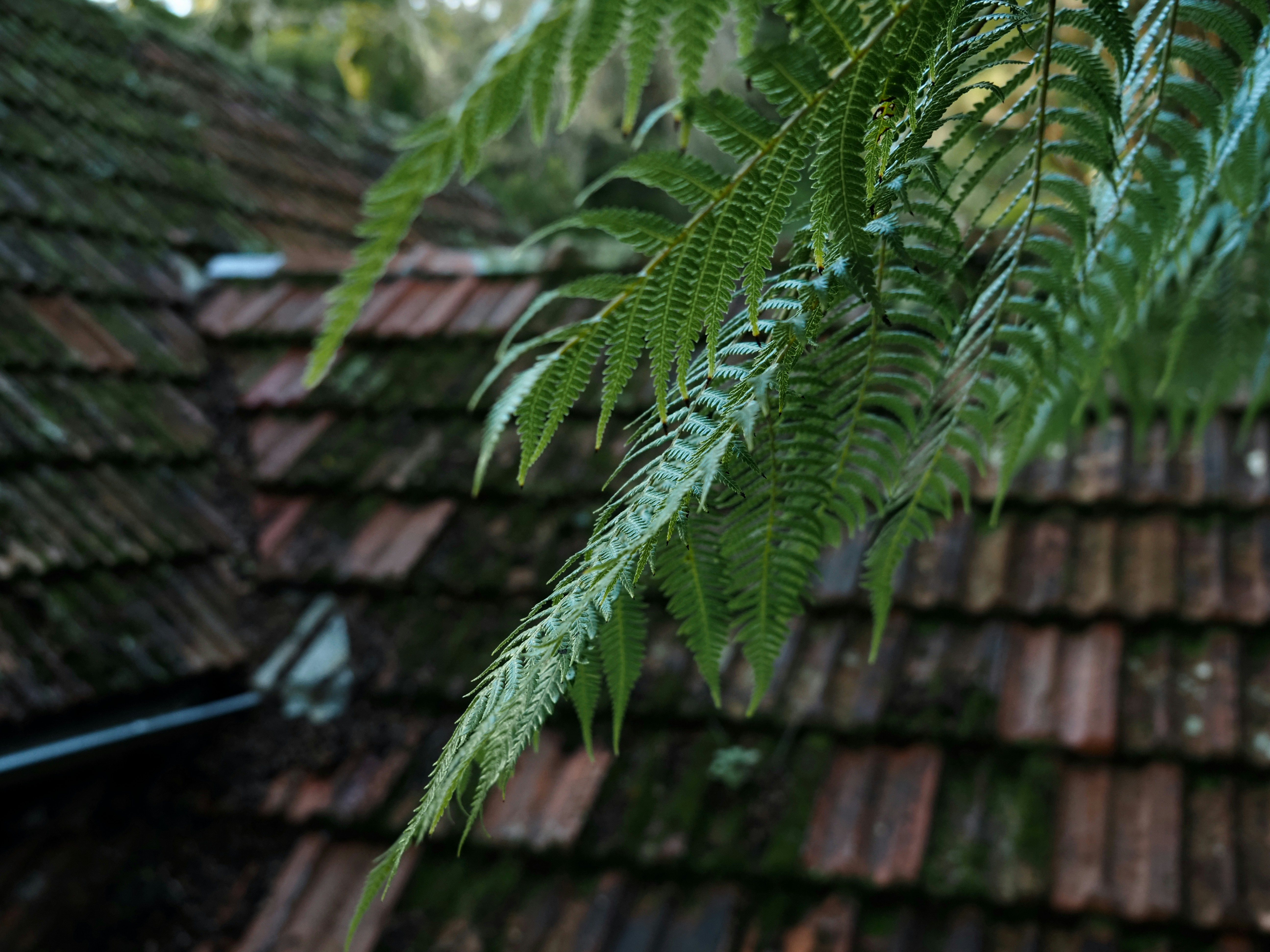 Fern Fronds over Mossy Tile Roof: Quiet Green Geometry