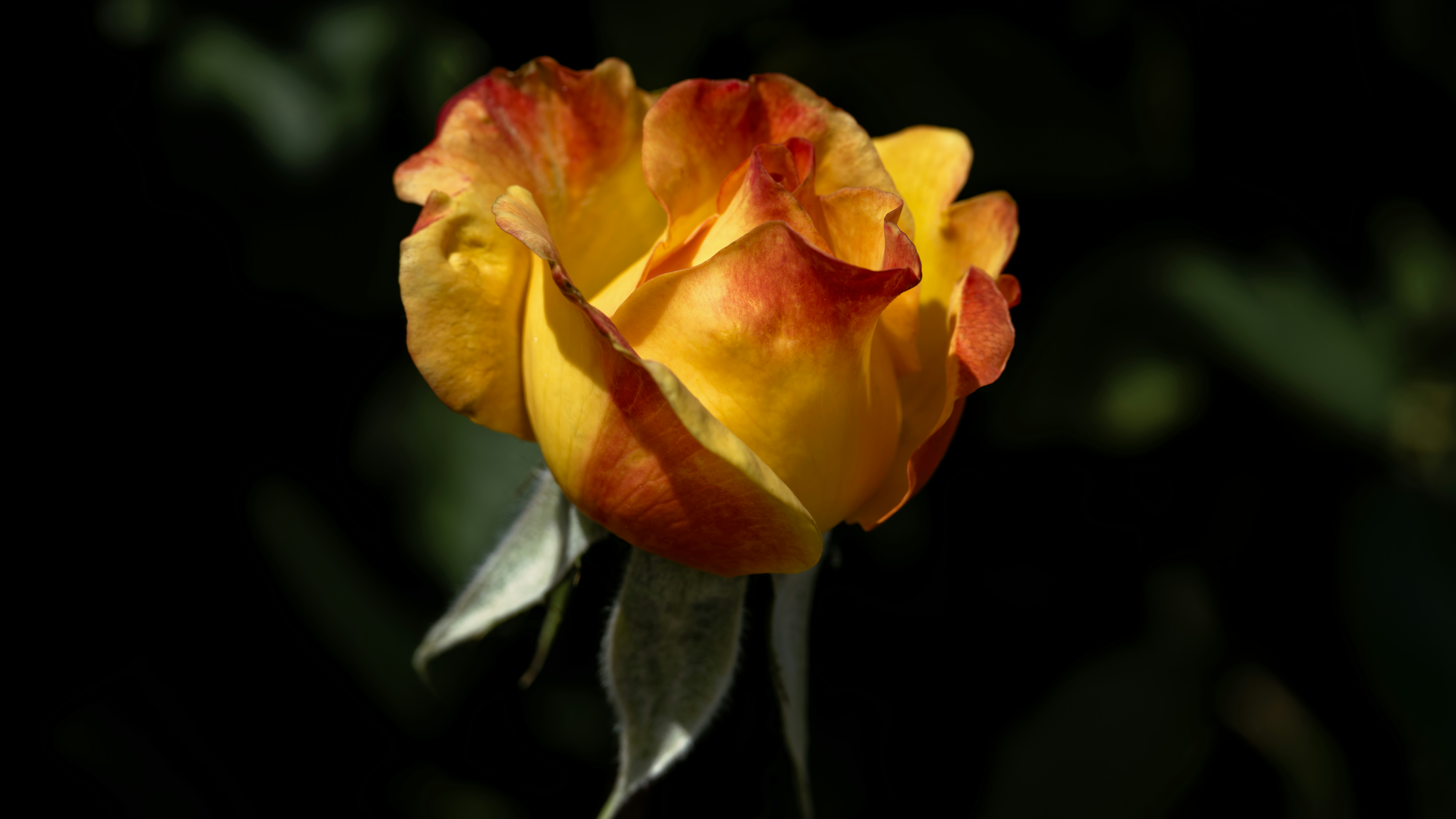 Sunlit Ember Bloom: A close-up of a rose in restrained darkness