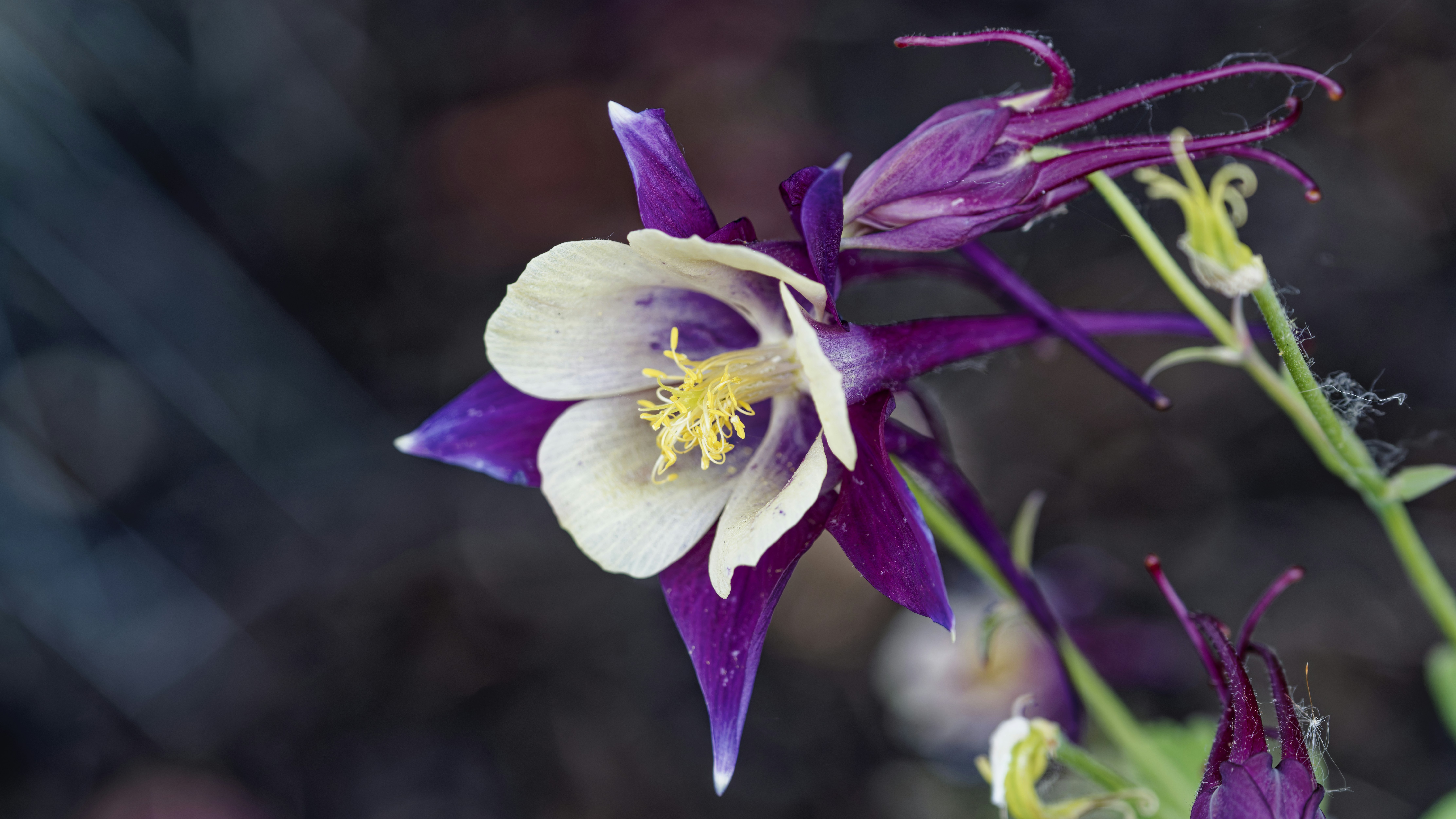 Bloom of the Purple-Throated Ranger: A Pale Ivory Bloom Against Violet Petals