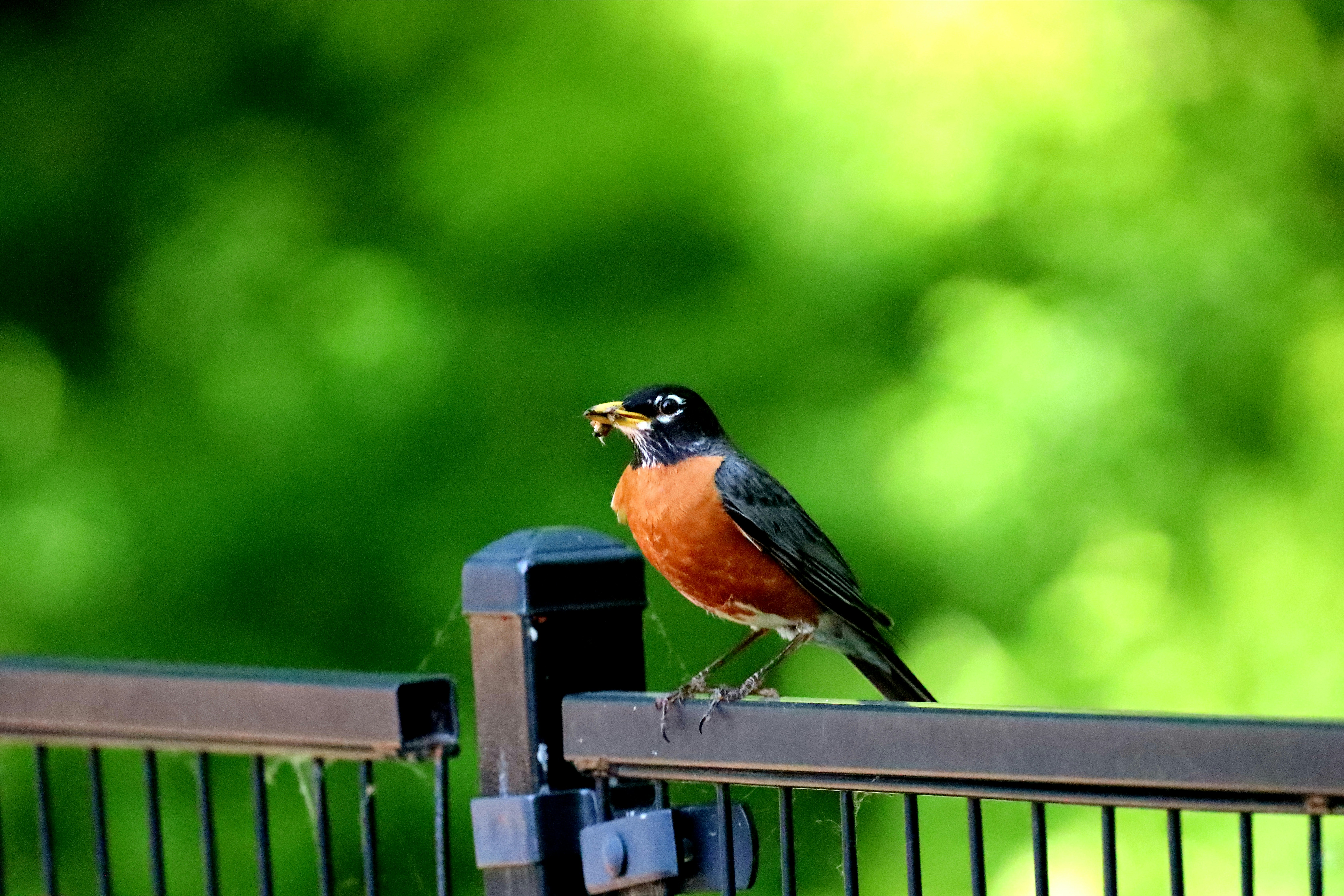 Robin on a Fence: a pop of orange against a green bokeh