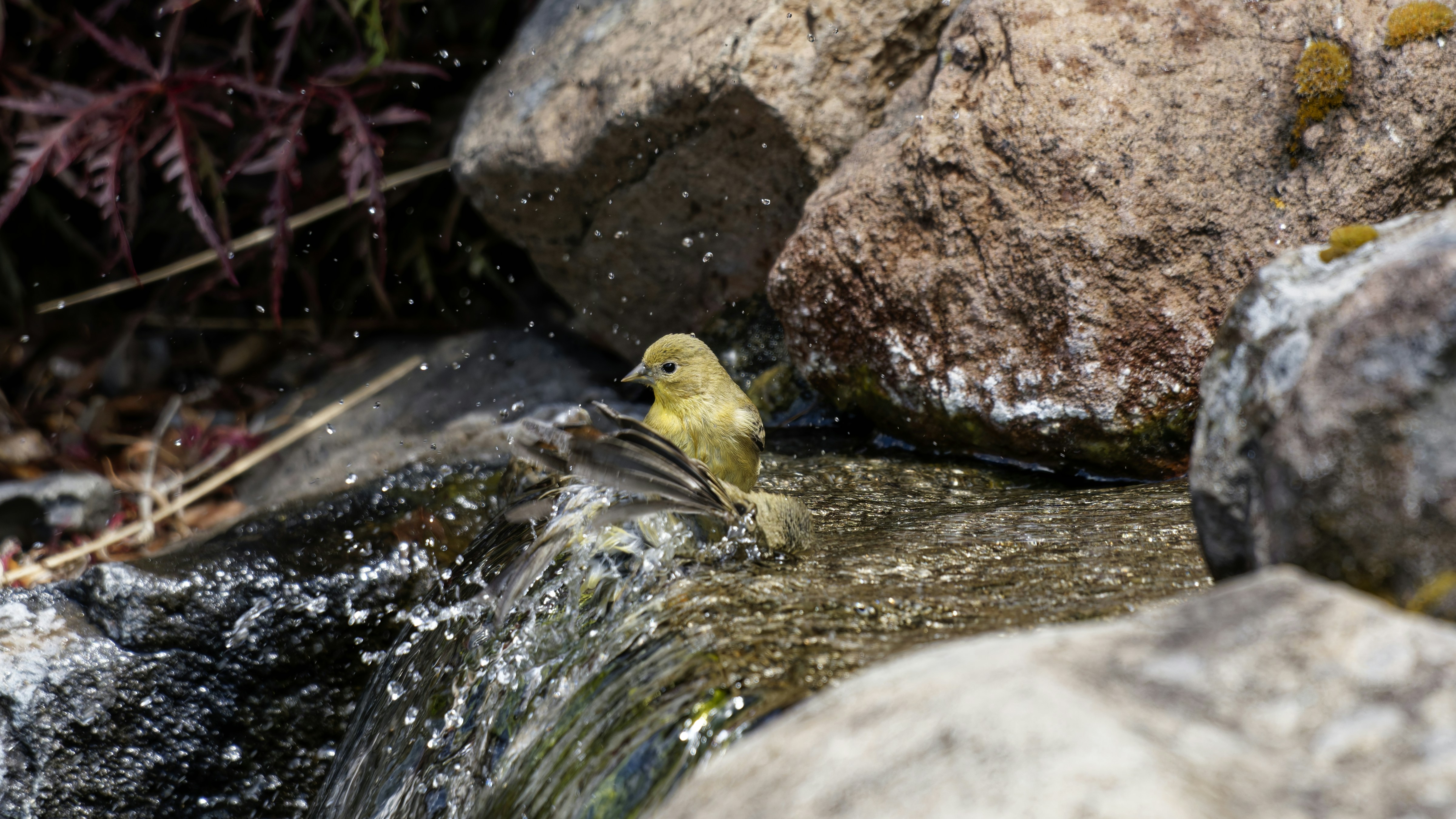 Yellow Warbler Sparks in a Pebble Channel