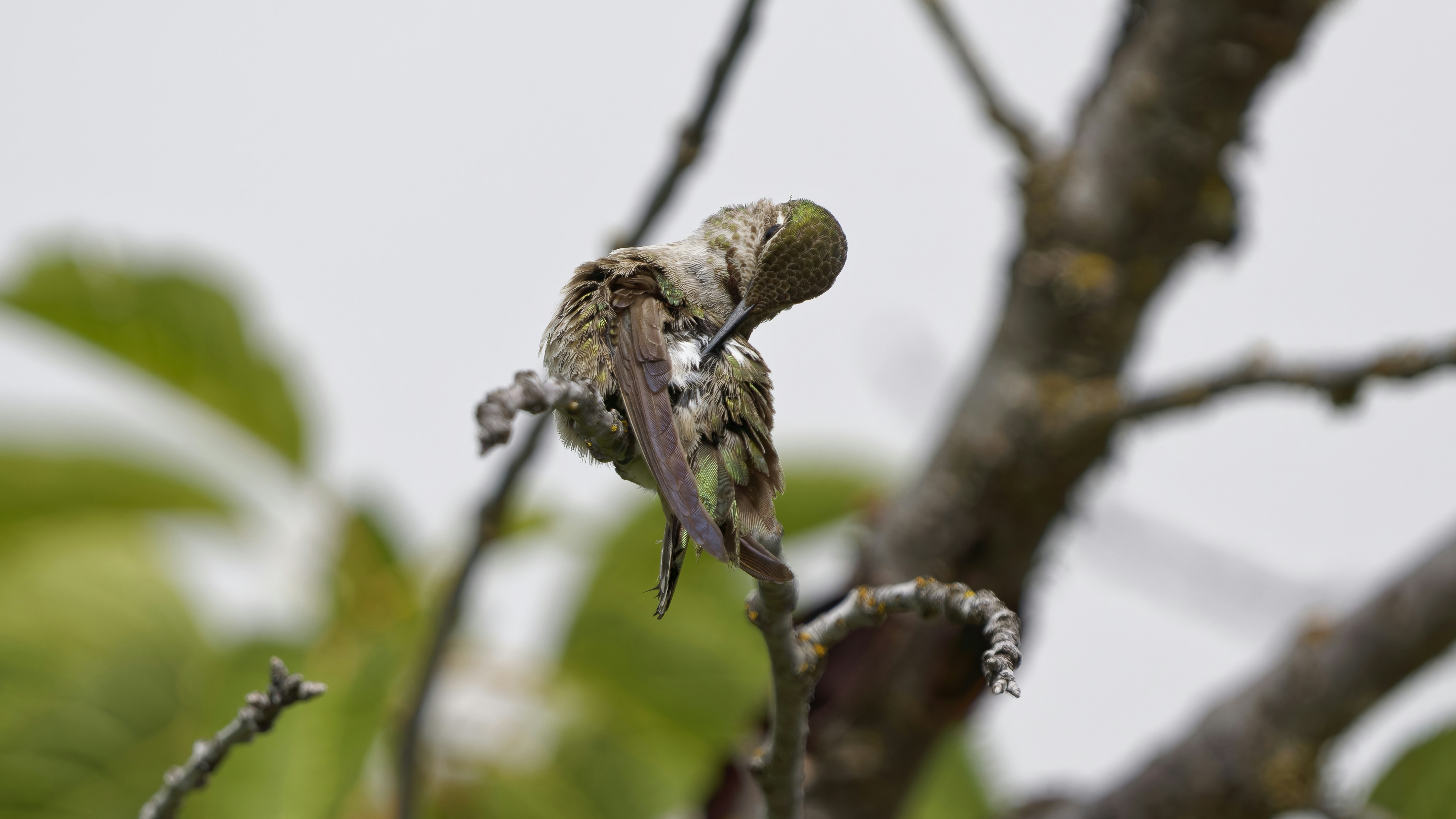 Hummingbird Clinging to a Lichen-Touched Branch