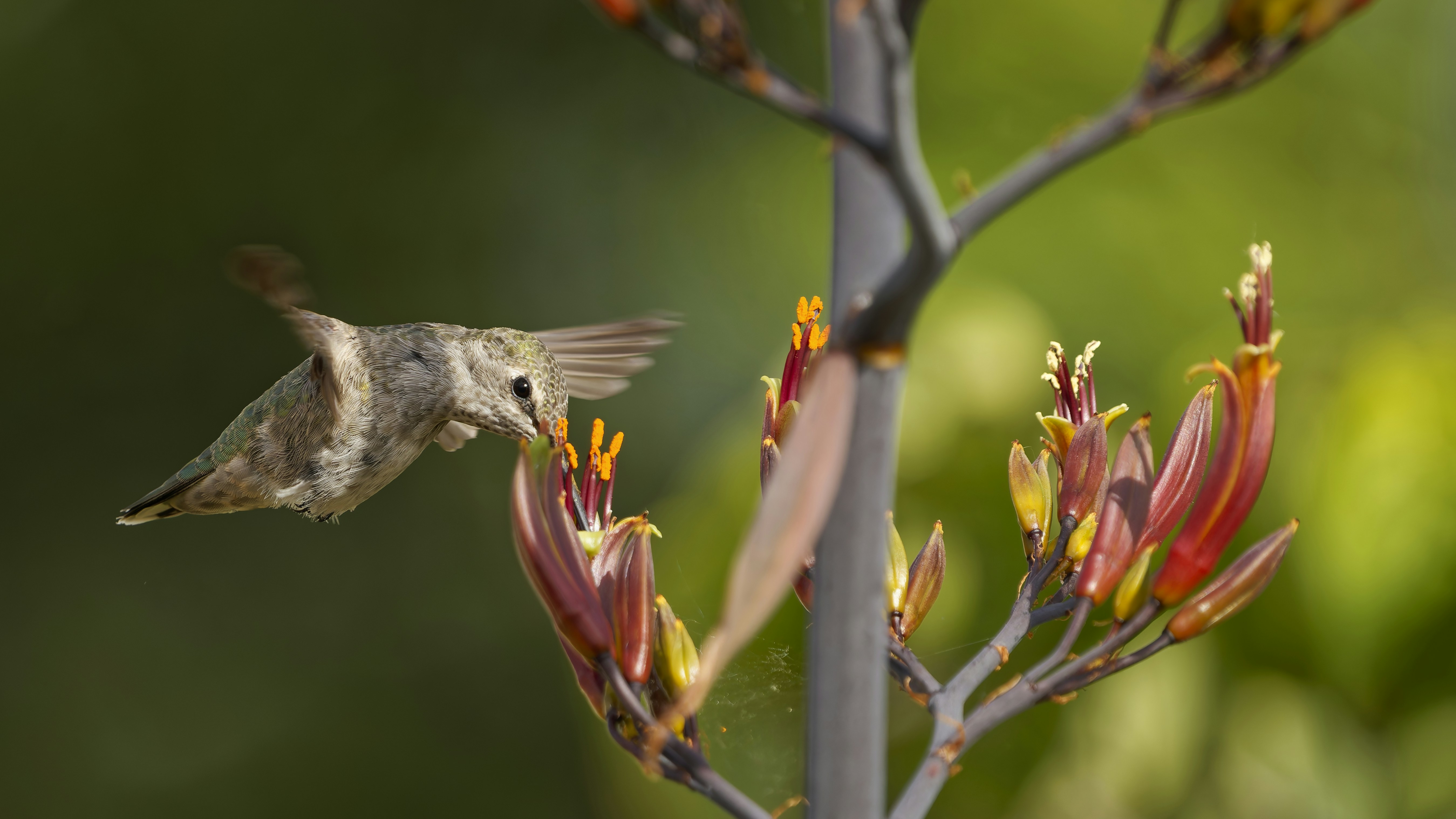Hummingbird in Pause: A Bright Perch by Open Buds
