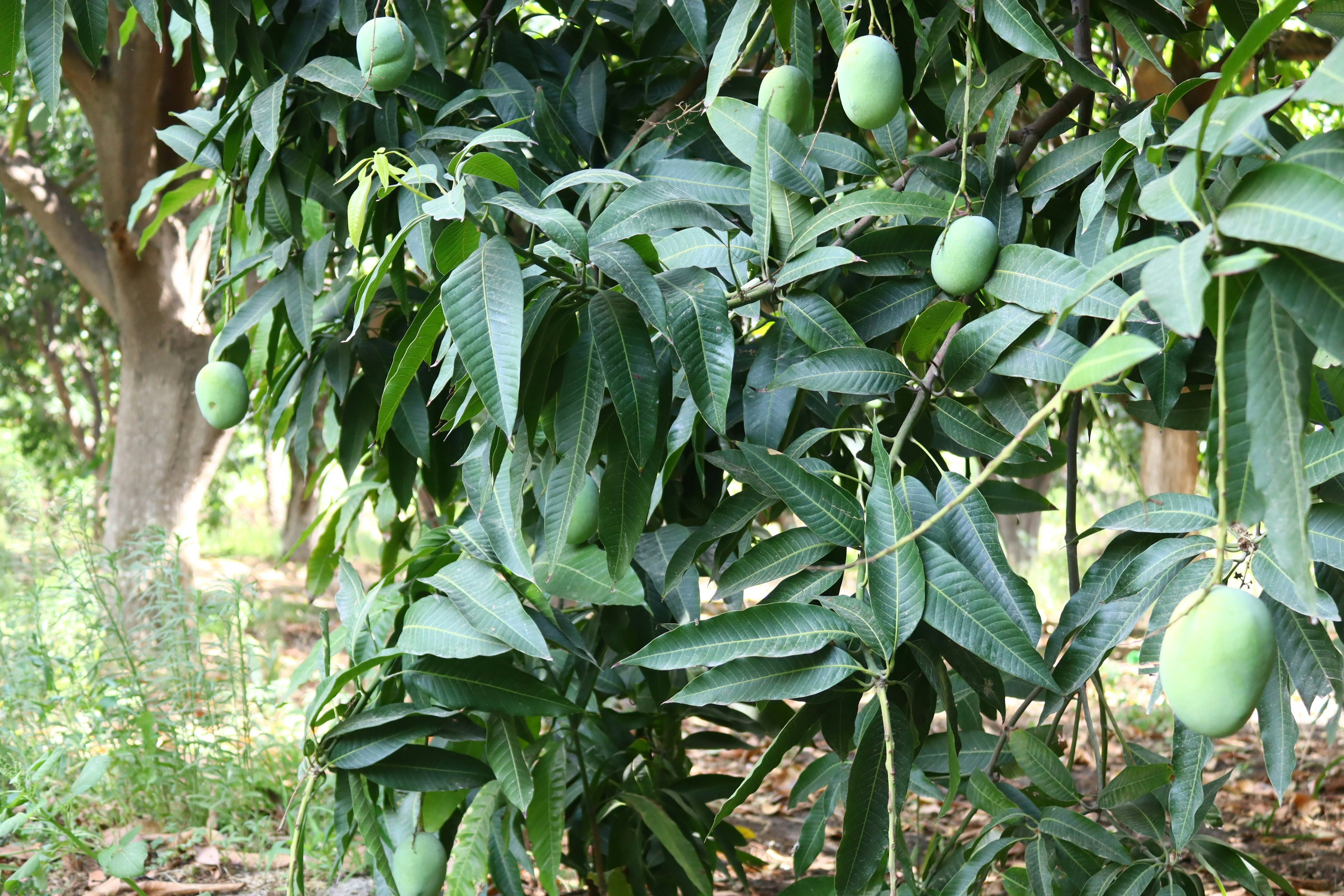 Green Mango Portrait: Fruits Weighing Heavy on a Lush Tree