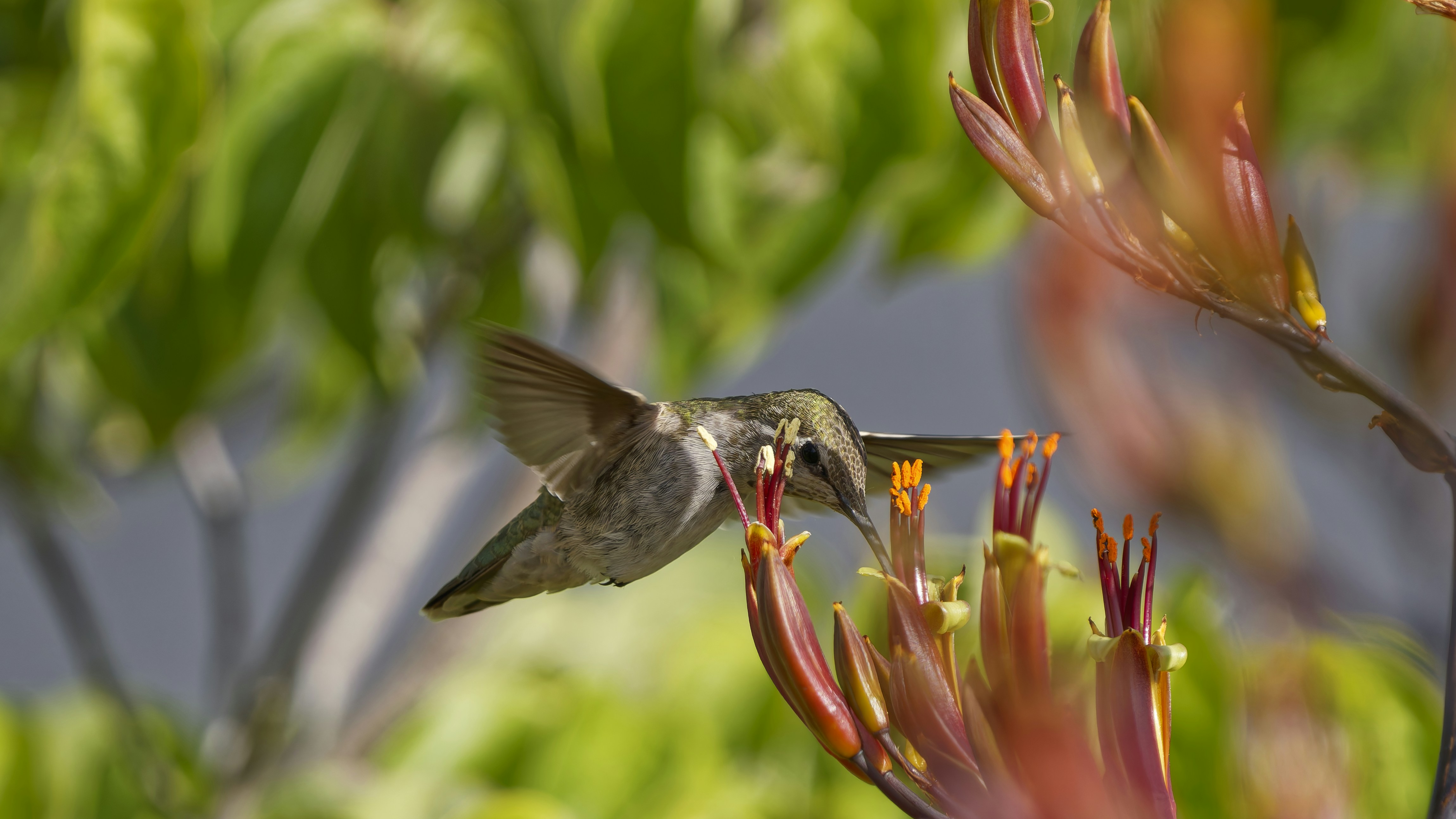 Hummingbird in Mid-Feast: A Gust of Nectar Amid Tropical Hibiscus