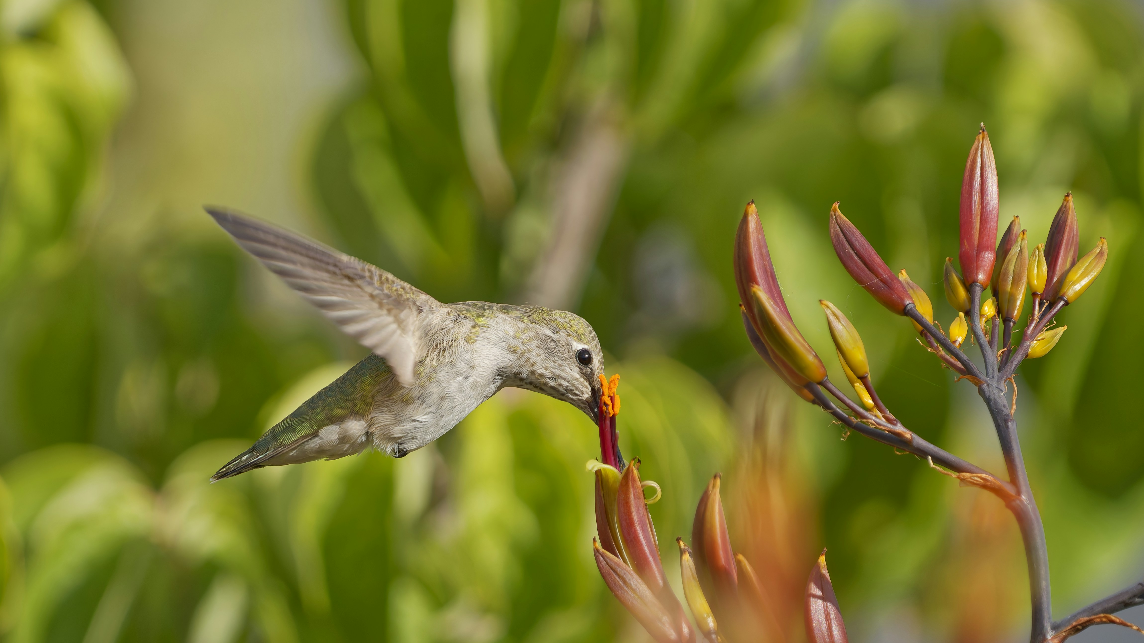 Hummingbird in Mid-Feeding Pass
