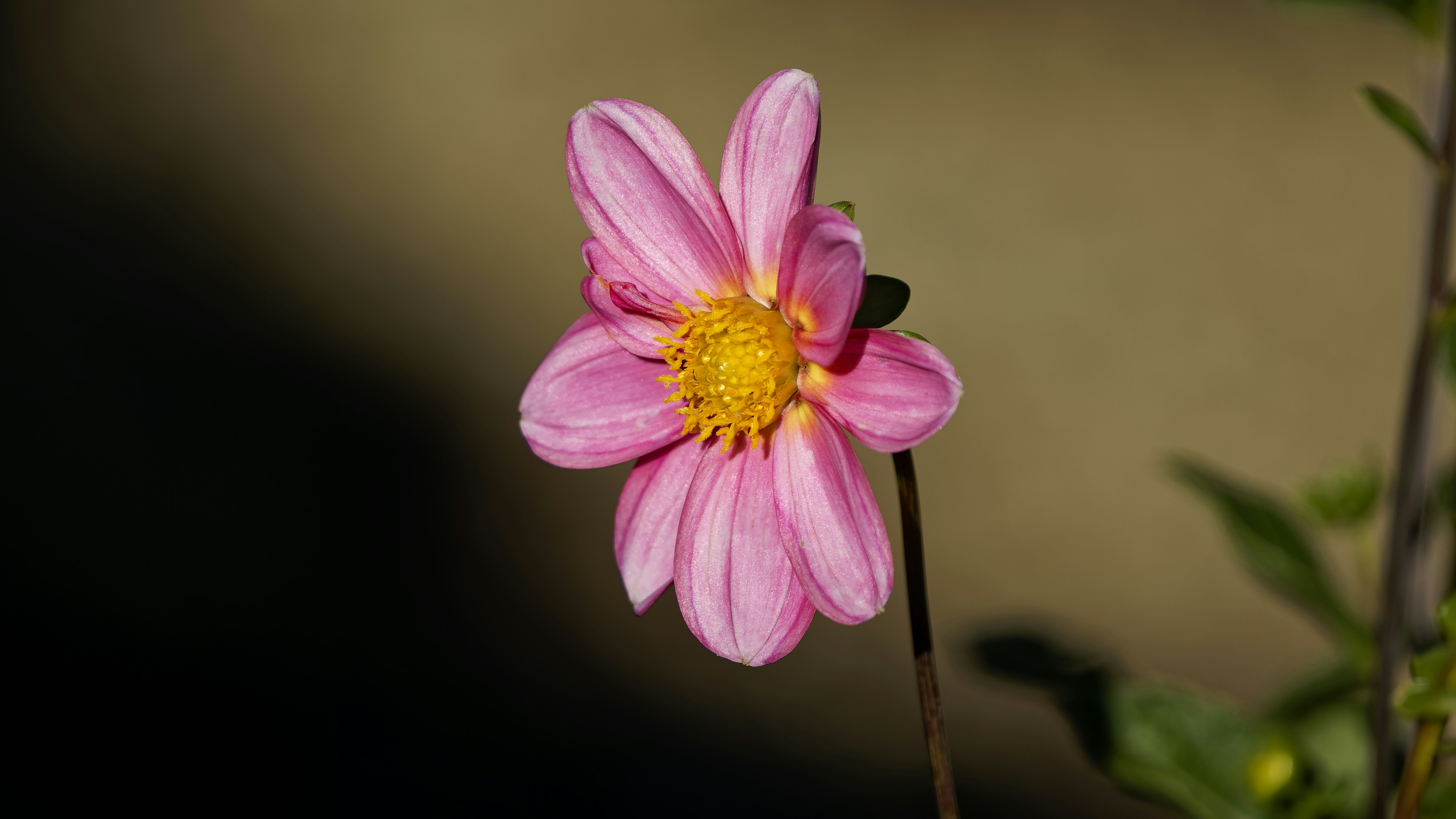 Pink Daffodil-like Bloom on a Dark Backdrop