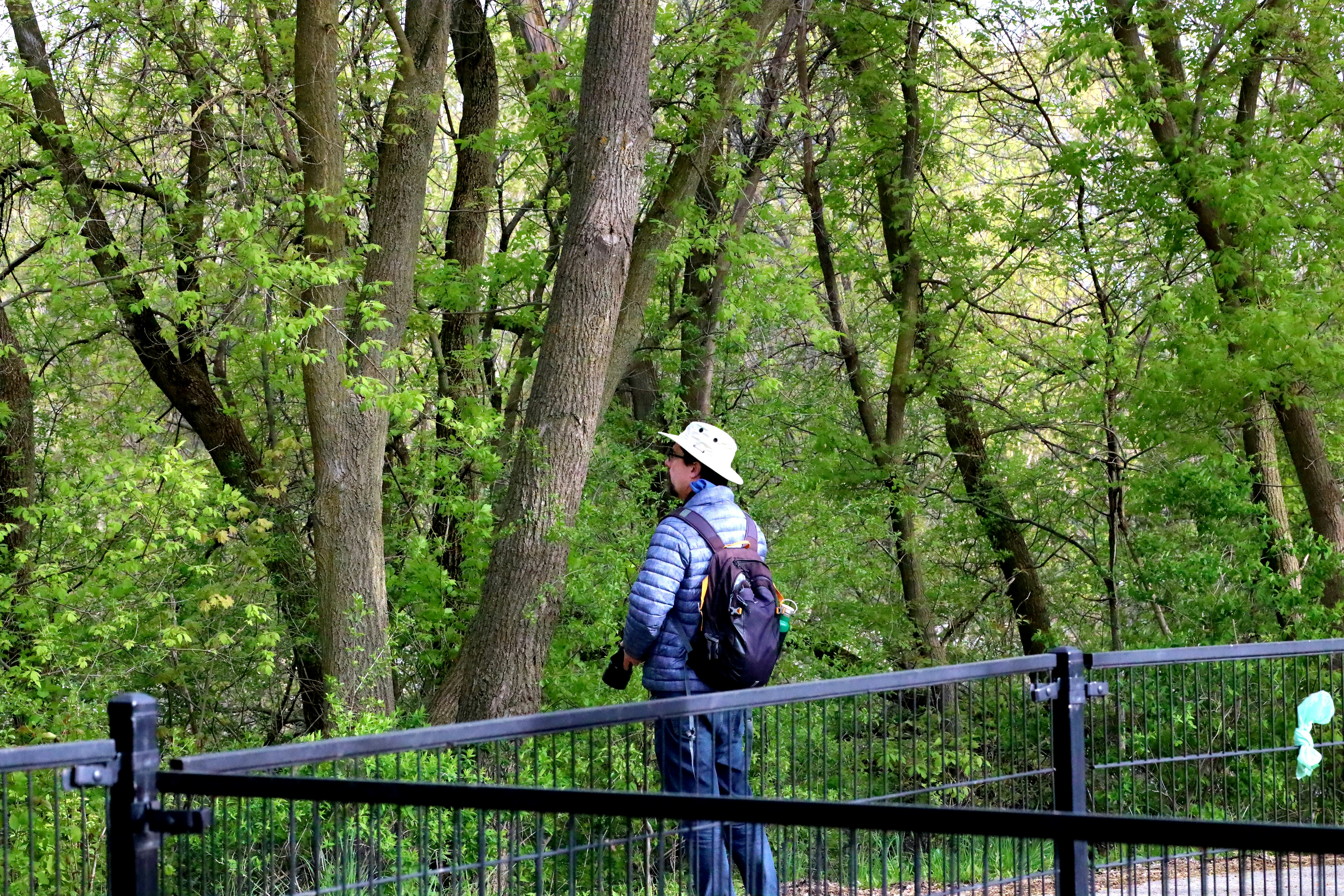 A Quiet Trekker Beneath New Spring Canopy