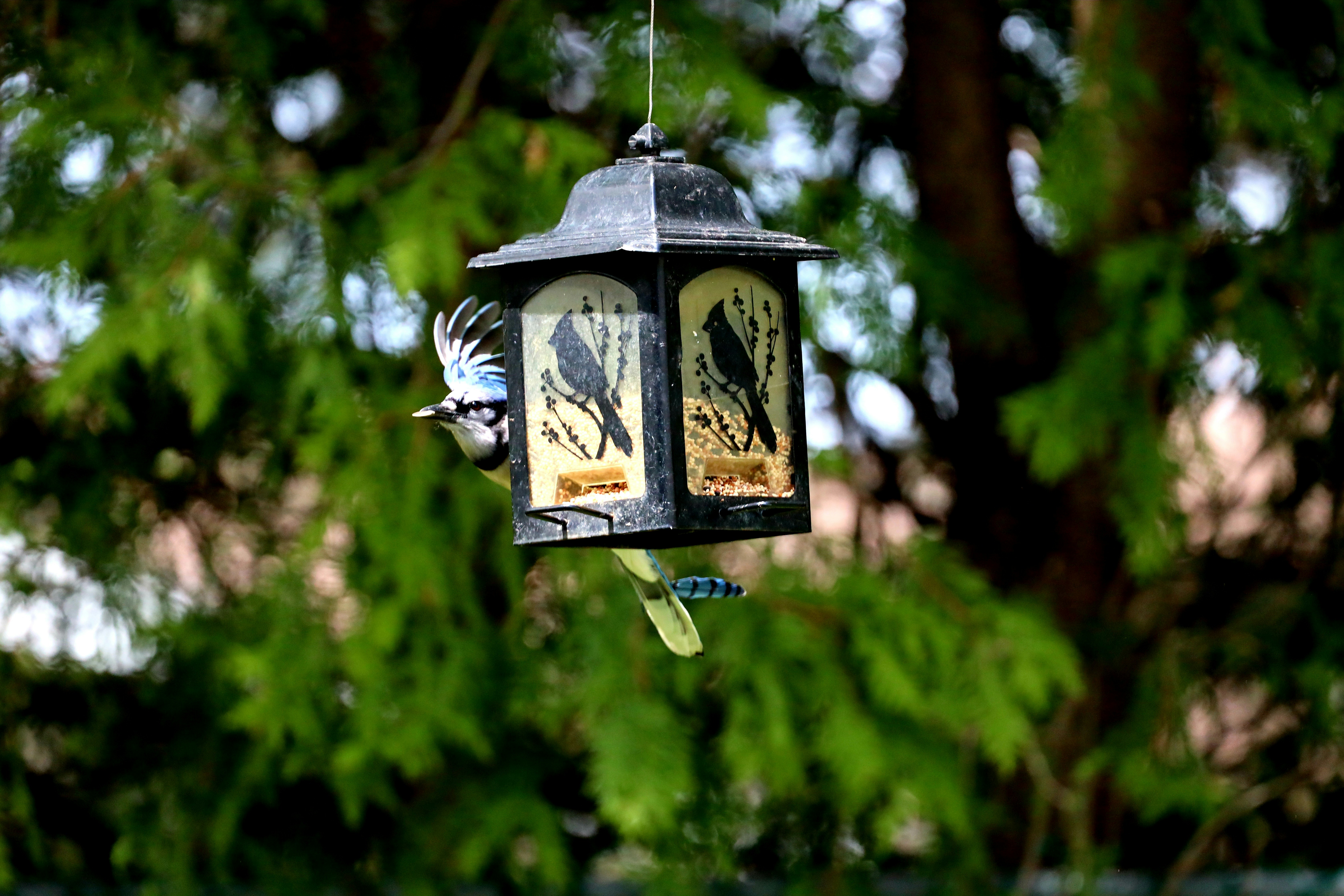 Hopper at Dusk: A Sparrow In a Lantern Bloom