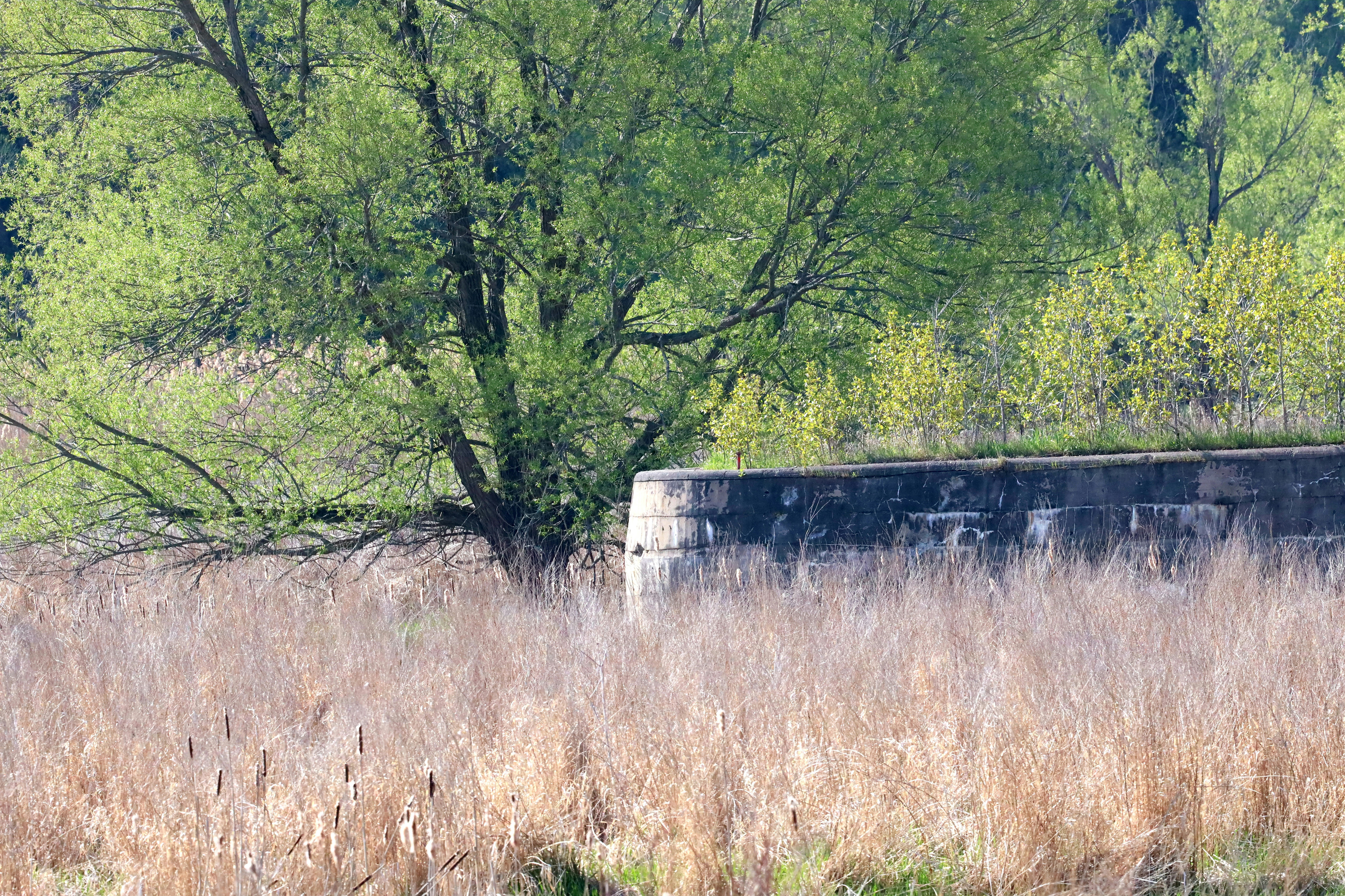 Brackish Water Edge Beneath a Storied Tree