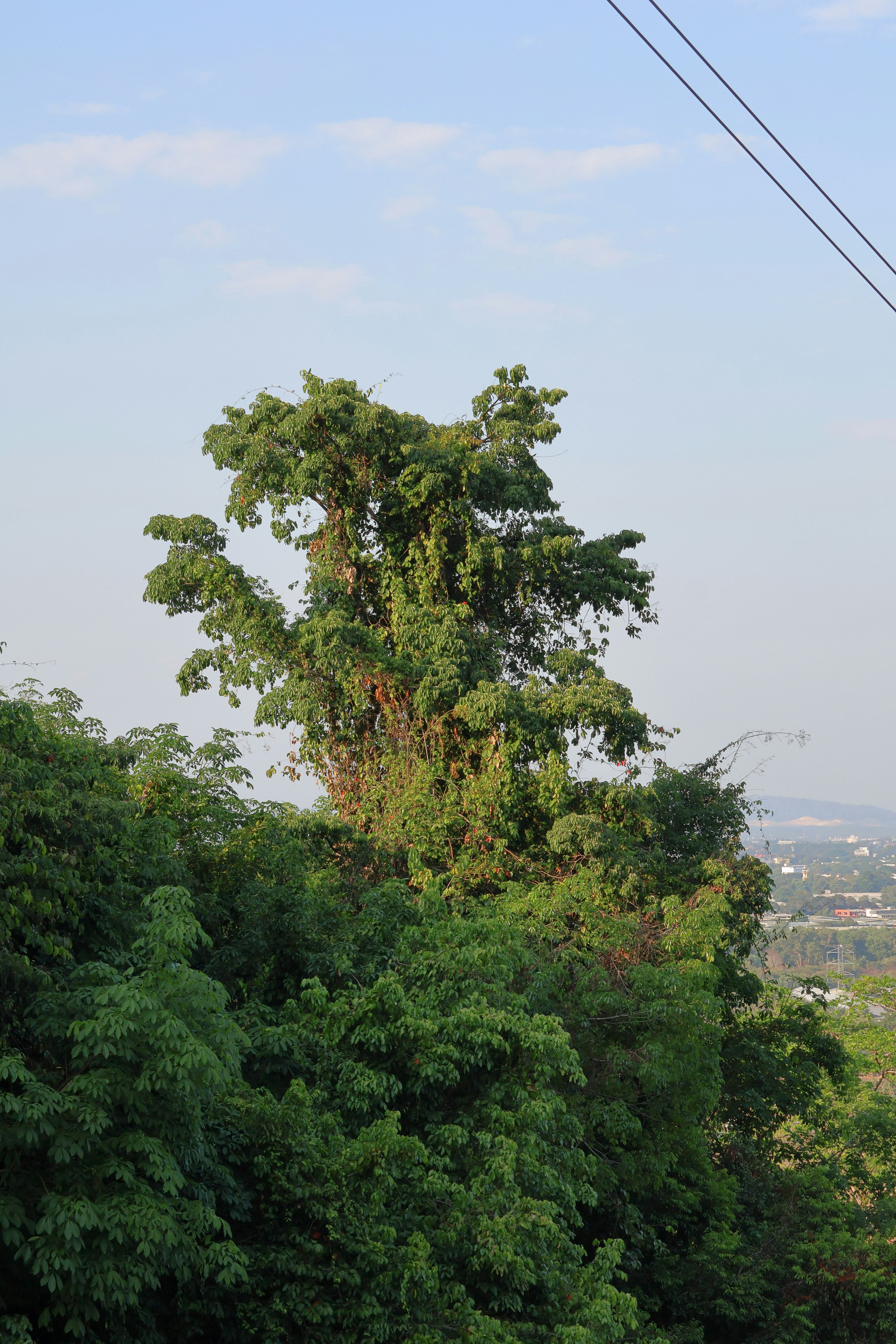 Verdant Sentinel under Wirelines